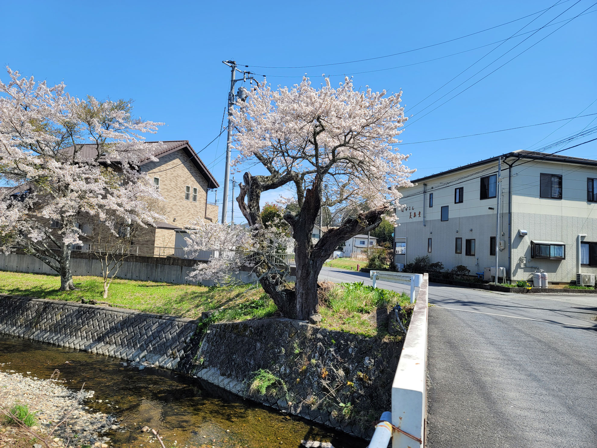 令和5年の桜 - mio-tec ページ！