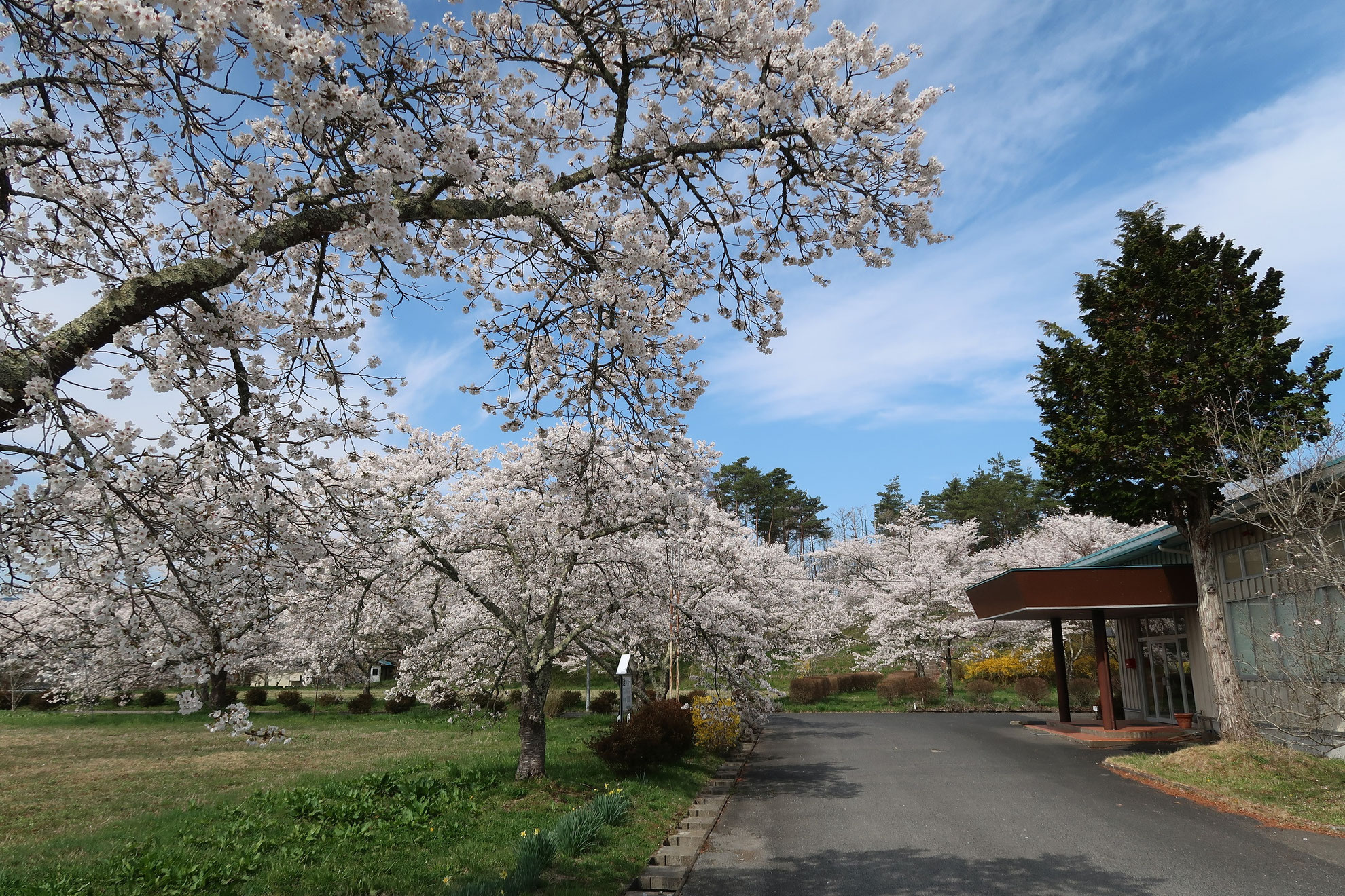 令和5年の桜 - mio-tec ページ！