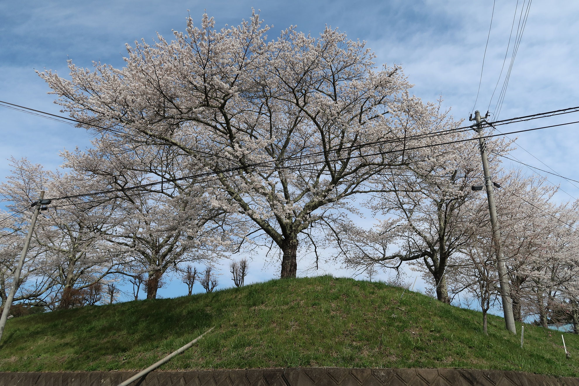 令和5年の桜 - mio-tec ページ！