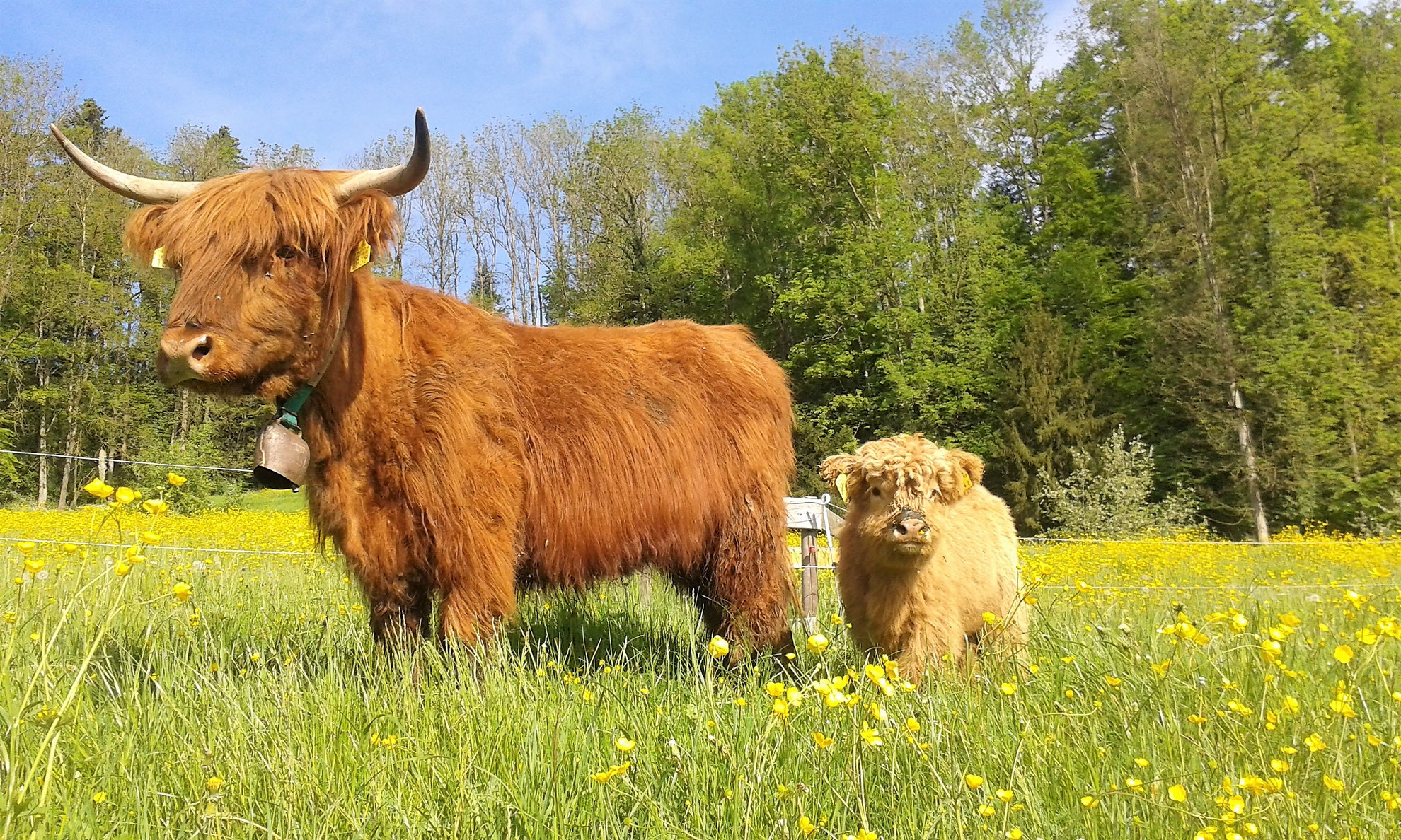 Schottisches Hochlandrind - erlenholzhofs Webseite!