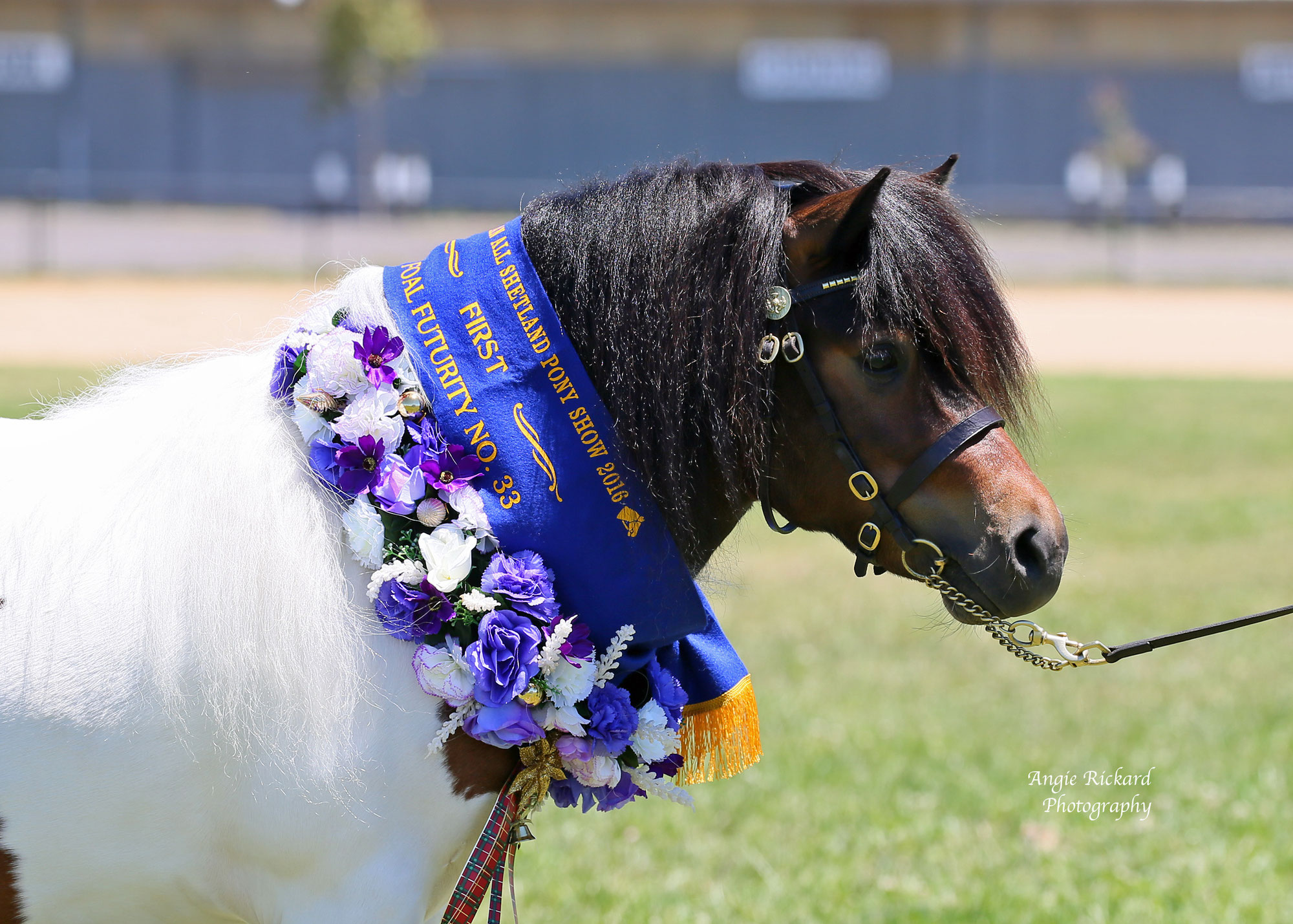 Timarron Cottage Botticelli - timarroncottageshetlandponies