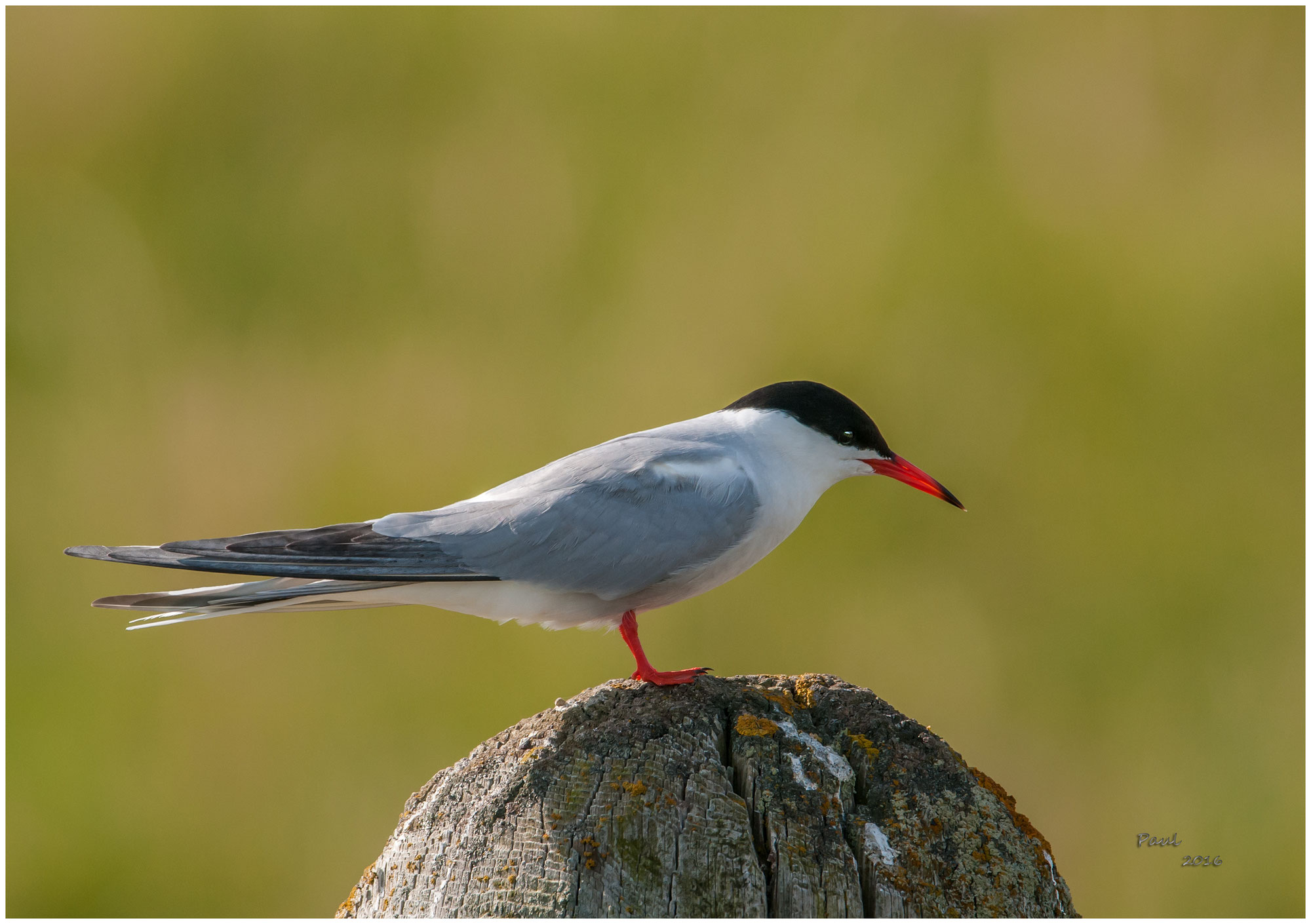 visdiefje - natuurfoto De website van vanhovepaul!