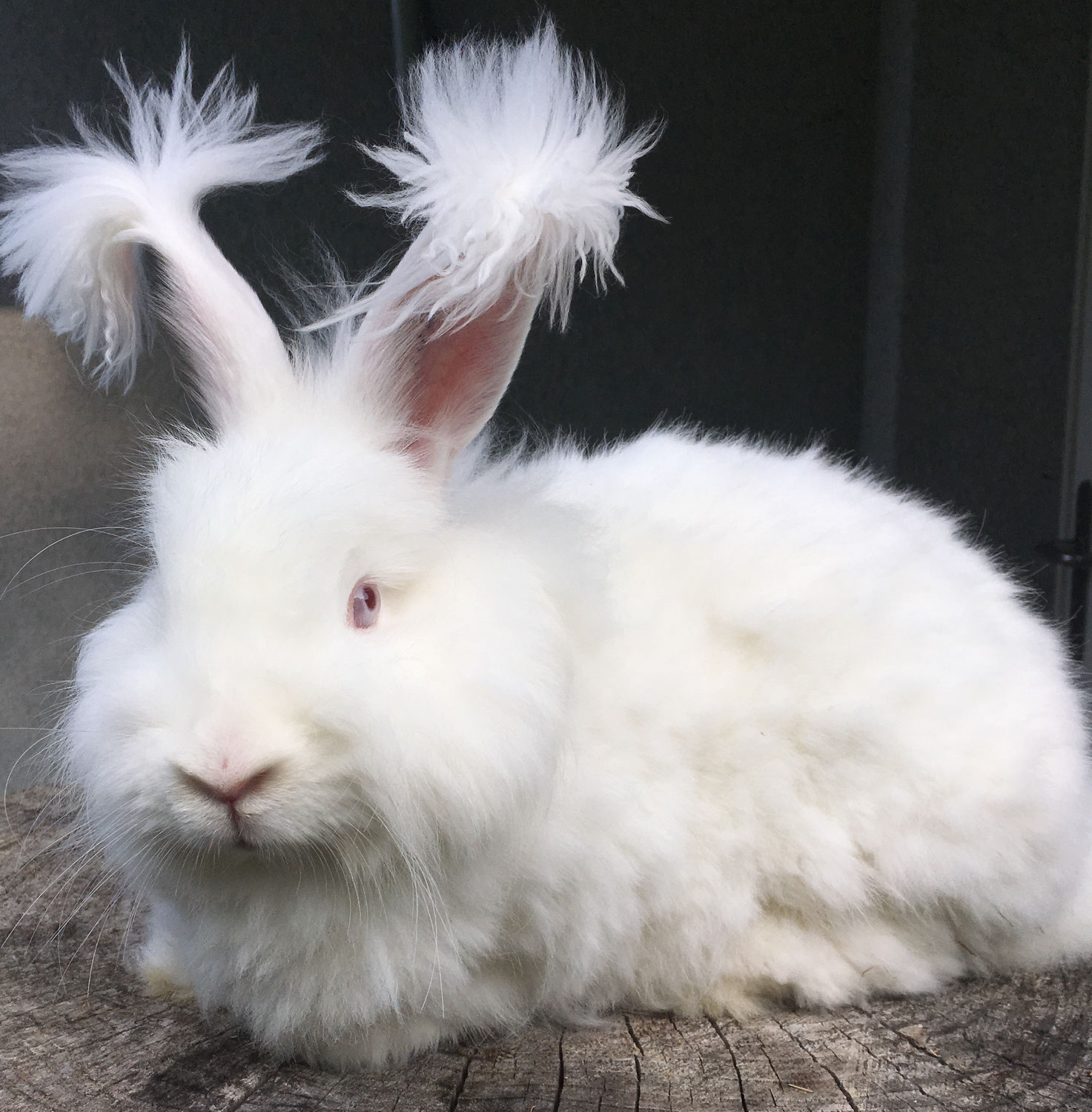 Spinnfasern Angora CH - kuschelfasern