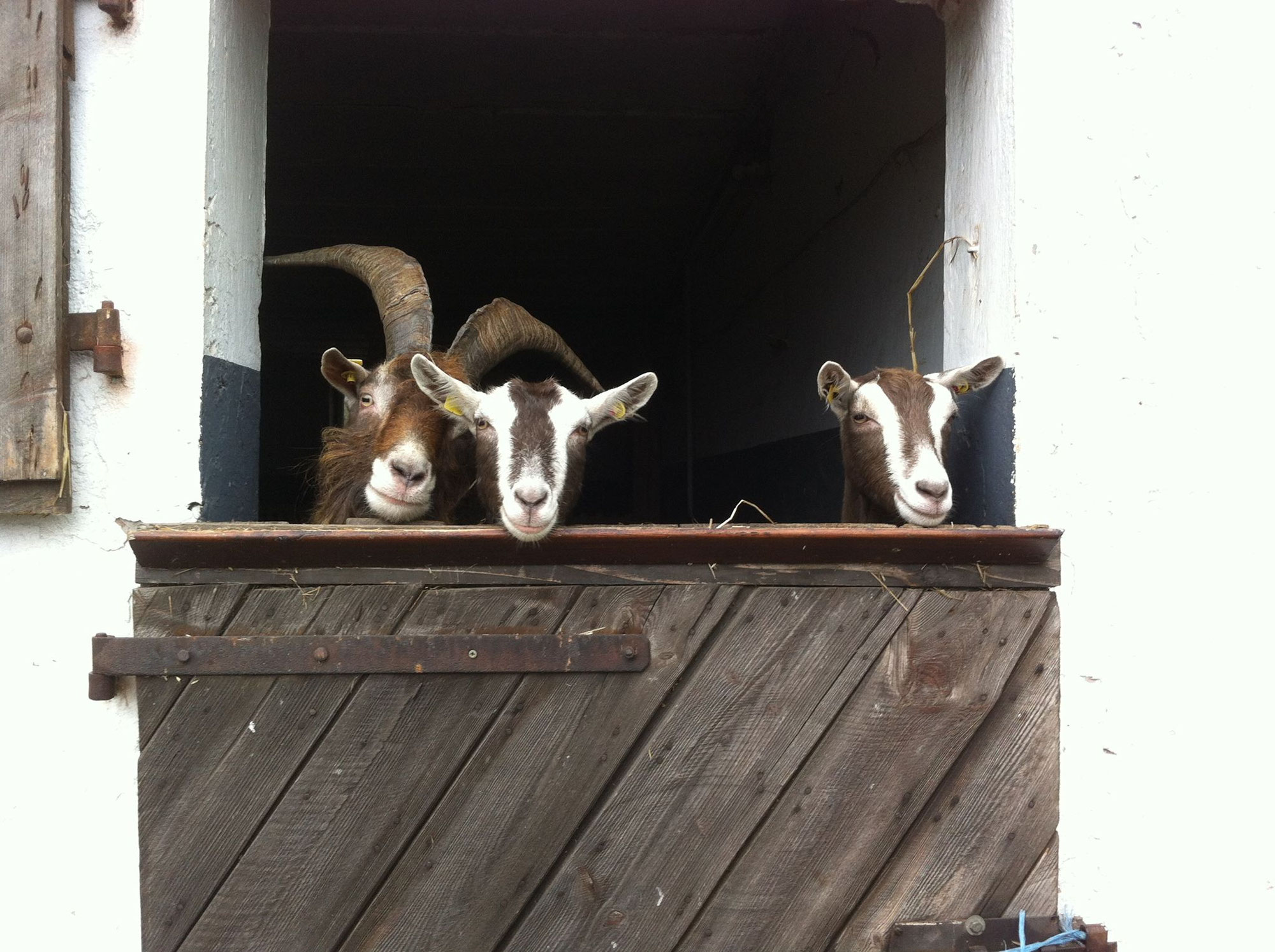 UNSERE TIERE - ziegenhof-waldrodes Webseite!