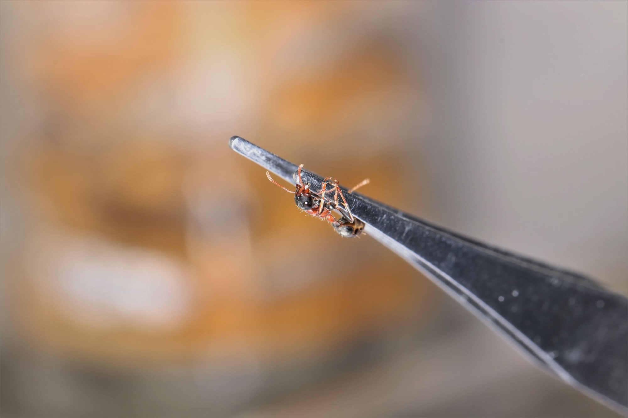 Messor cephalotes - Your ant ! Your Dream