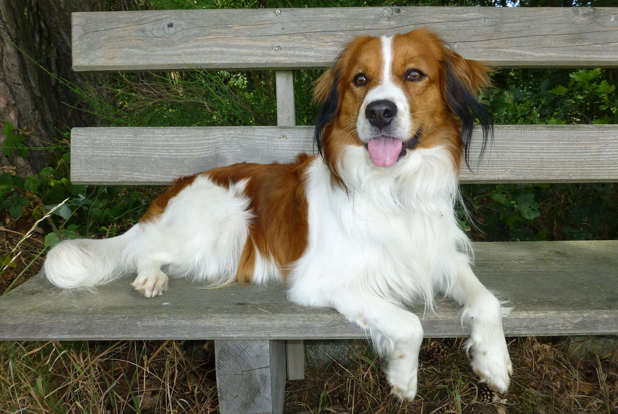 KOOIKERHONDJE AIKO VON BURG NEUHAUS - kooiker-sammys Webseite!
