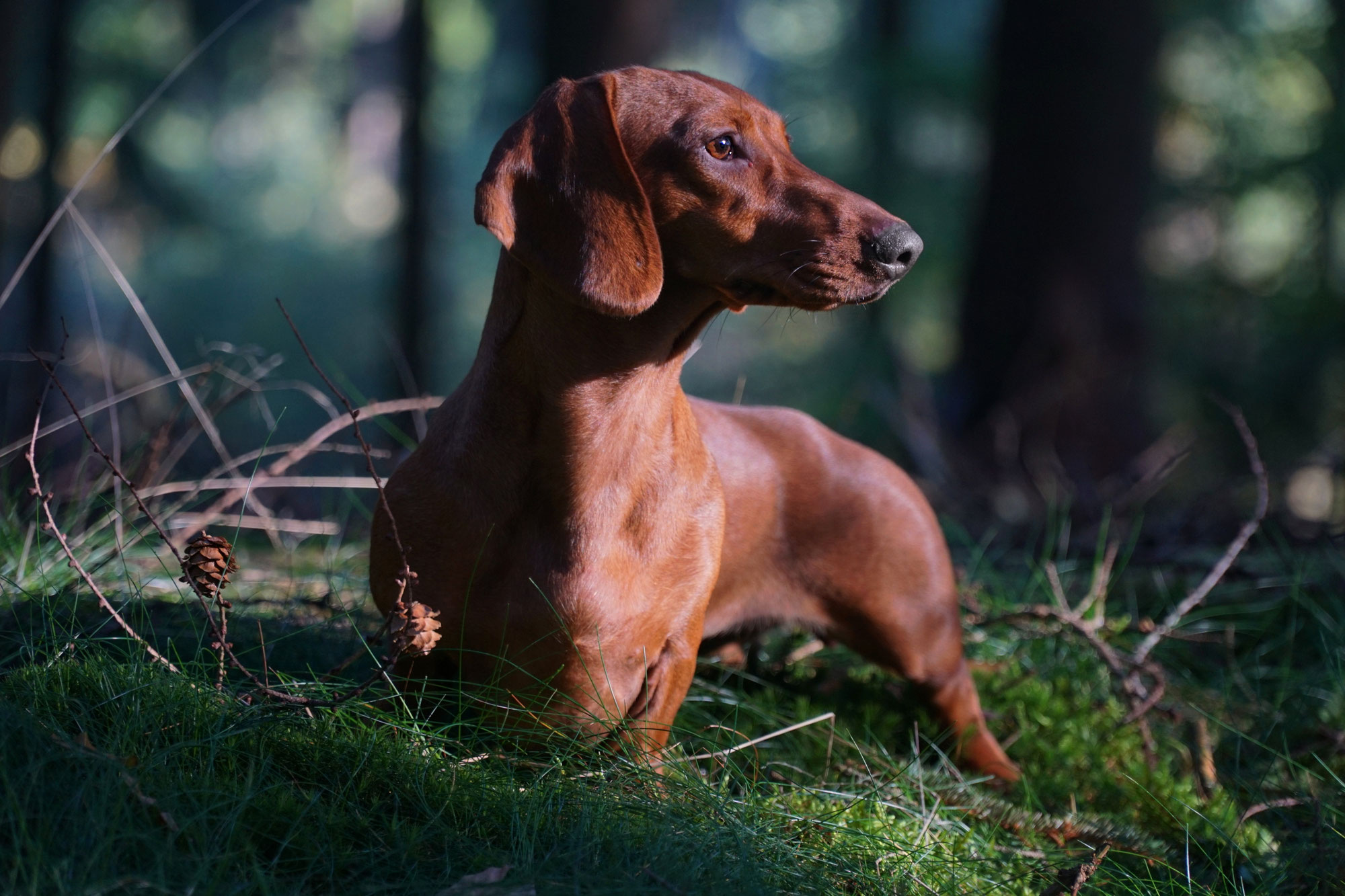 Hündinnen - Souldachs FCI - Zucht mit Herz und Seele aus Liebe zum ...