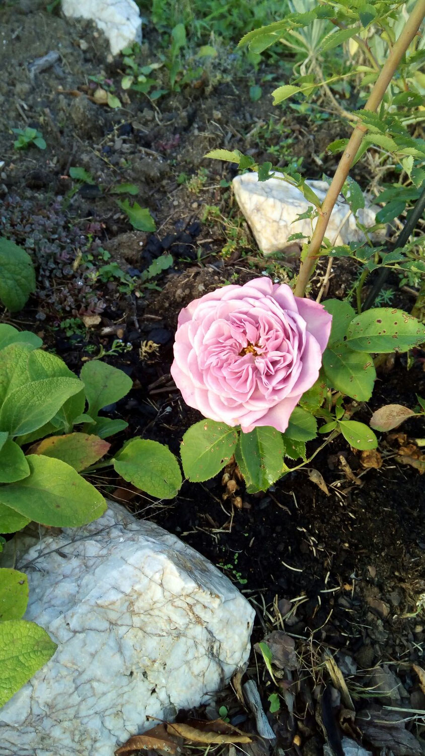 Andrea Zanke - yogaimblockhauss Webseite!