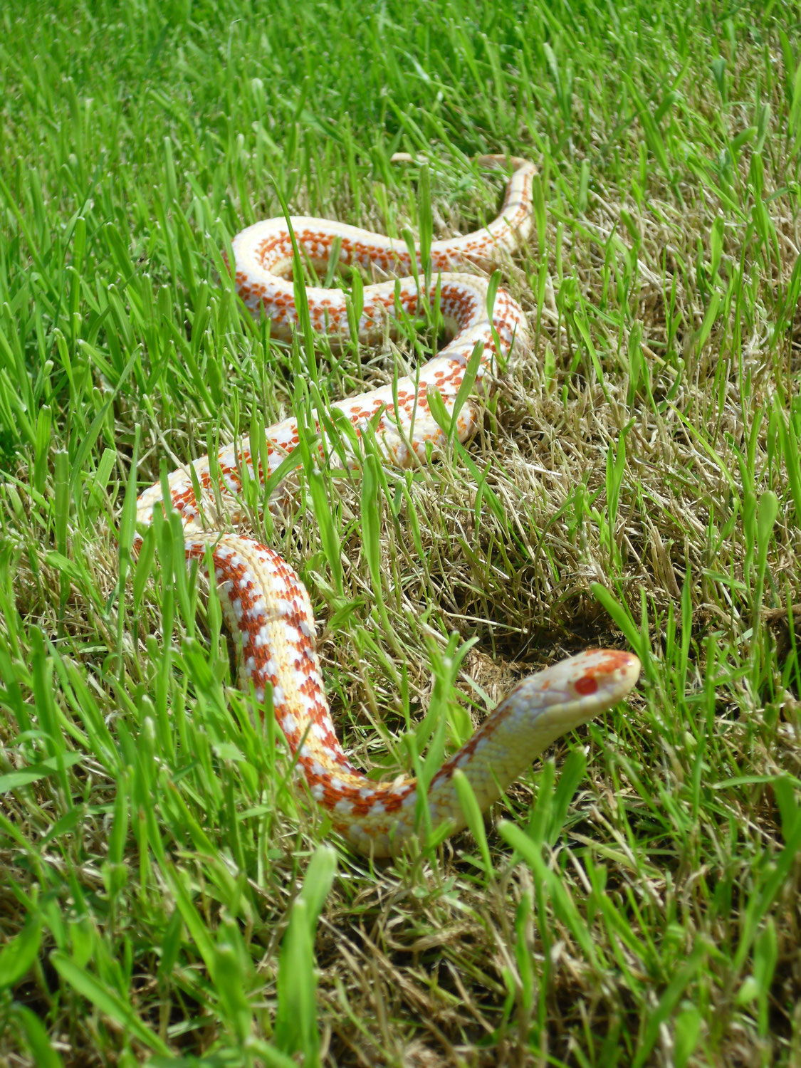 Präriestrumpfbandnatter - thamnophis-radixs Webseite!