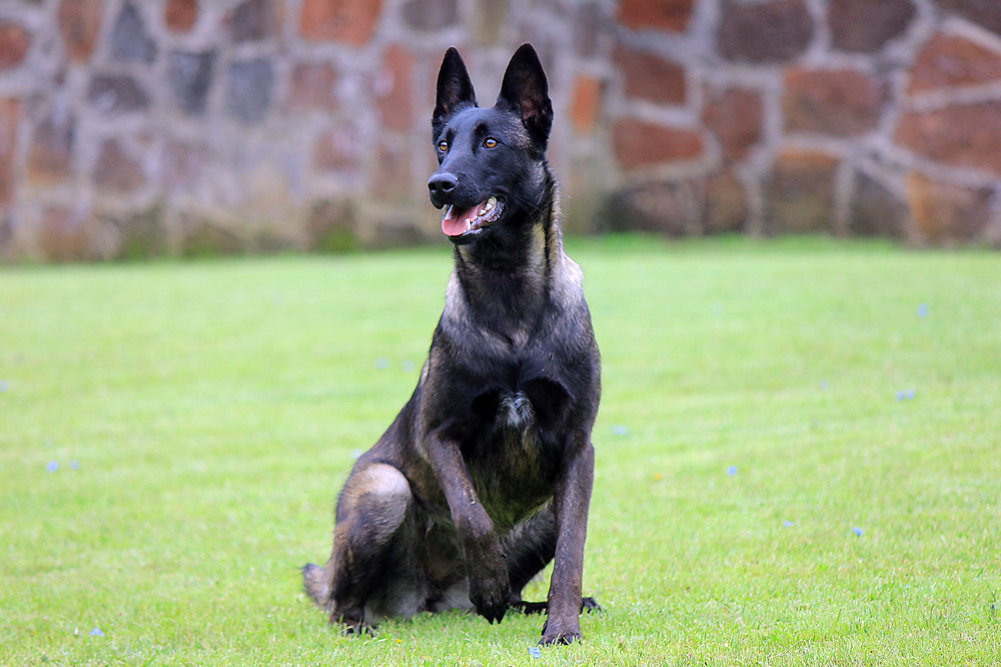 Estándar Racial del Pastor Belga Malinois - Pastor Belga Malinois ...