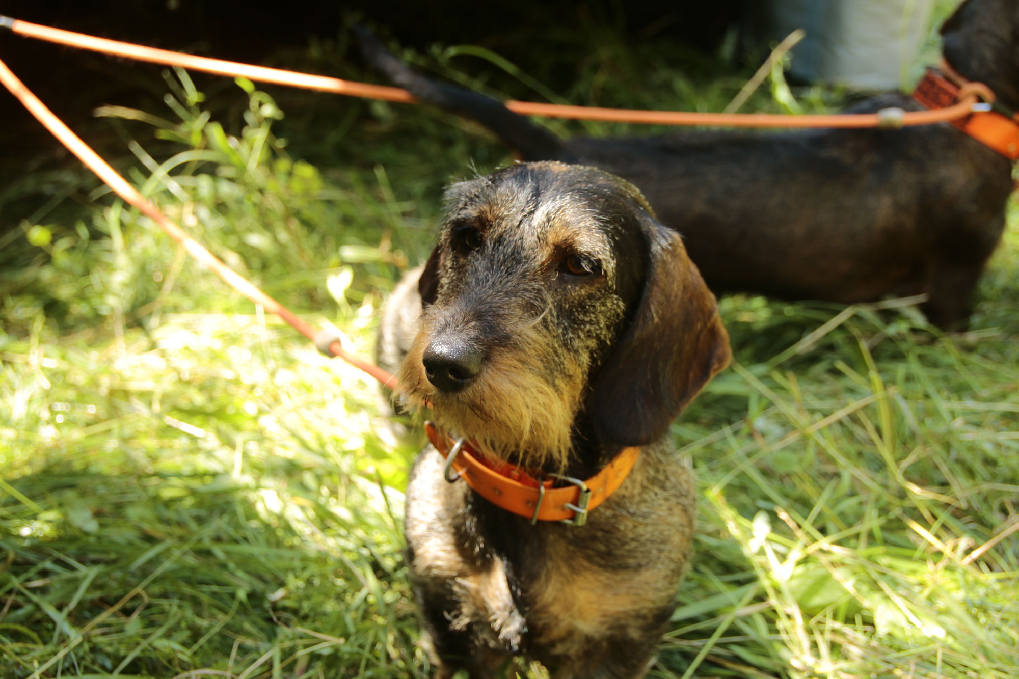 Dackel / Teckel / Dachshund - Dackel Sektion Luxemburg
