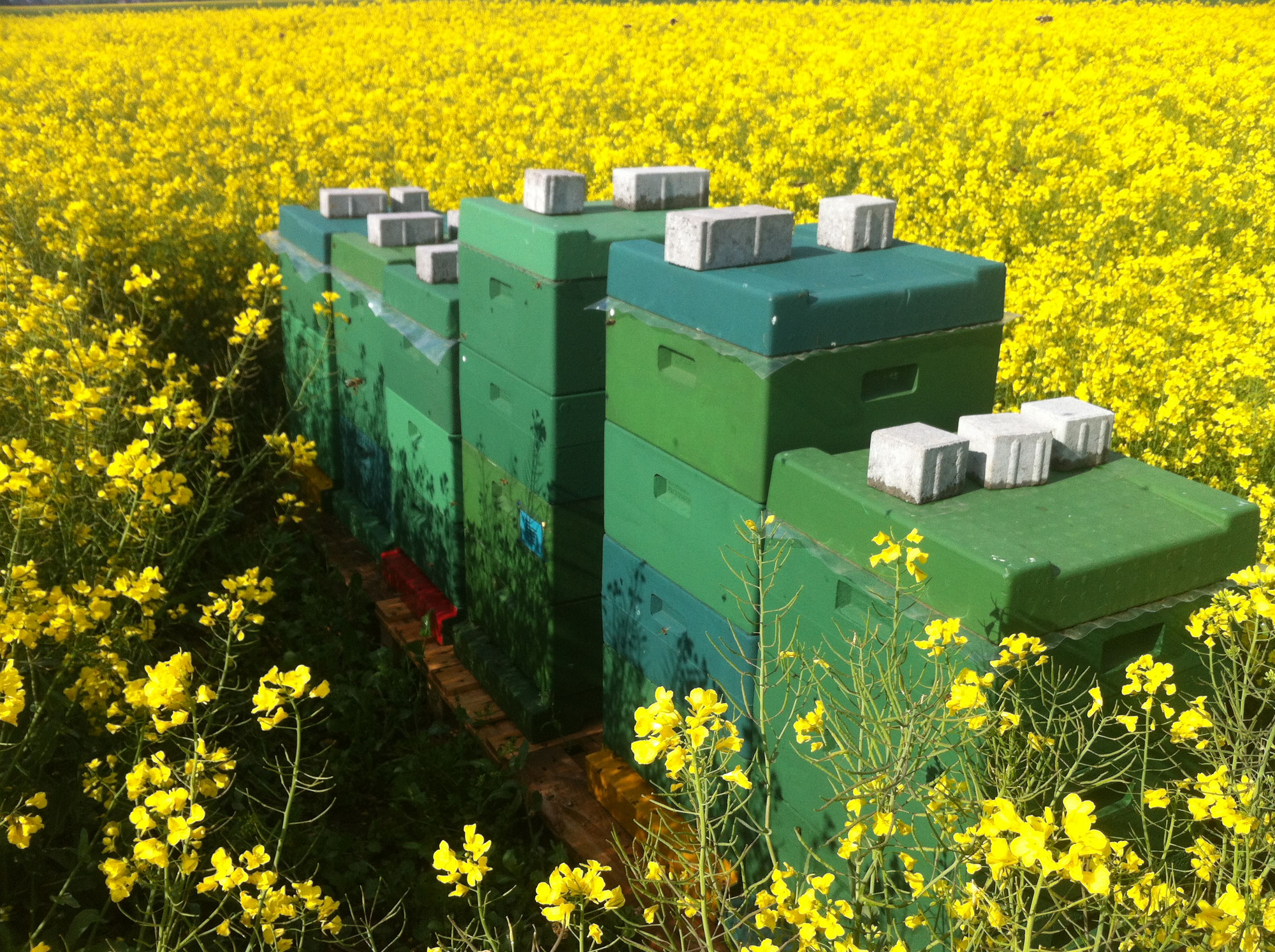 Bienenschwarm einfangen - Imkerei-Elmshorn