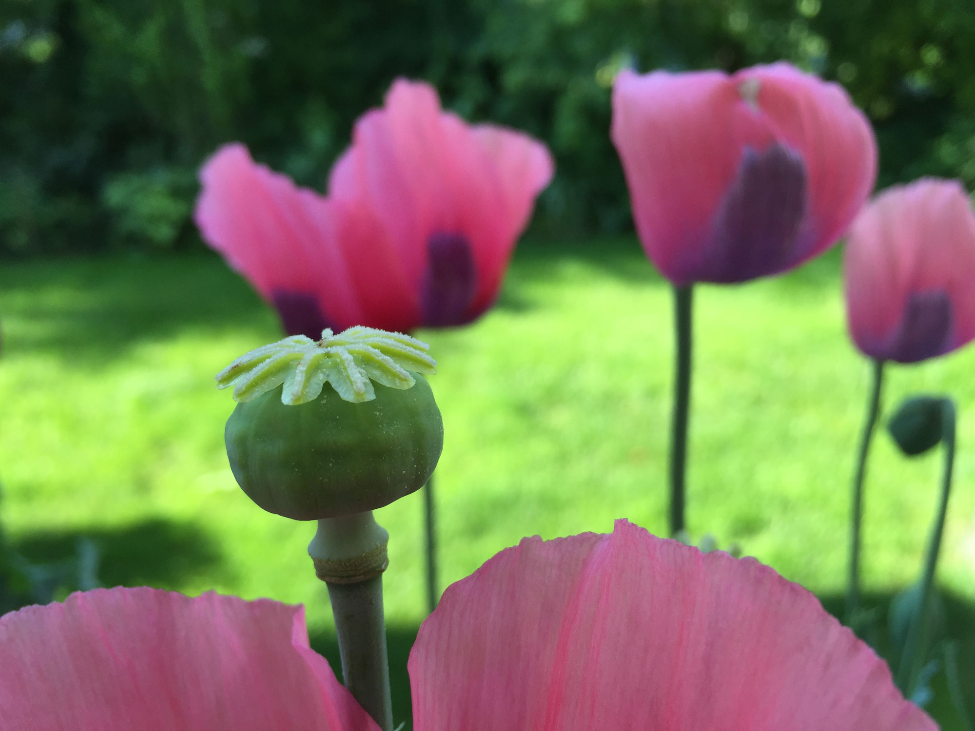 Botanische Grundlagen 2, 22.01.26 - gaertnerthuns Jimdo-Page!