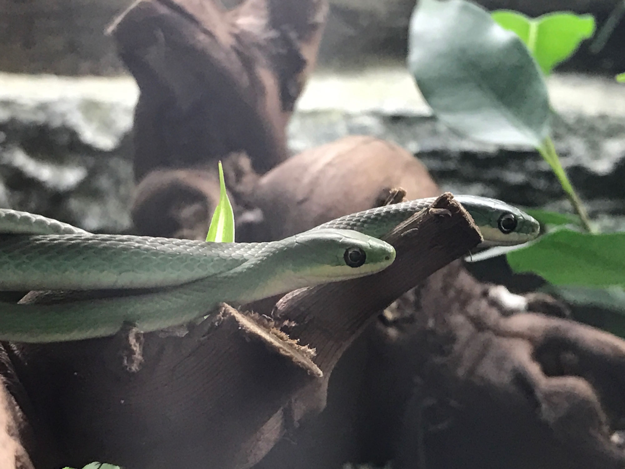 Opheodrys aestivus - raue Grasnatter - schneckes-reptilieneckes Webseite!