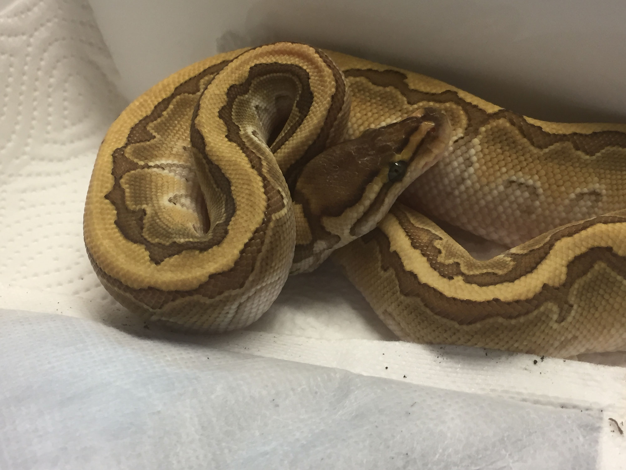 Python regius - Königspython - schneckes-reptilieneckes Webseite!