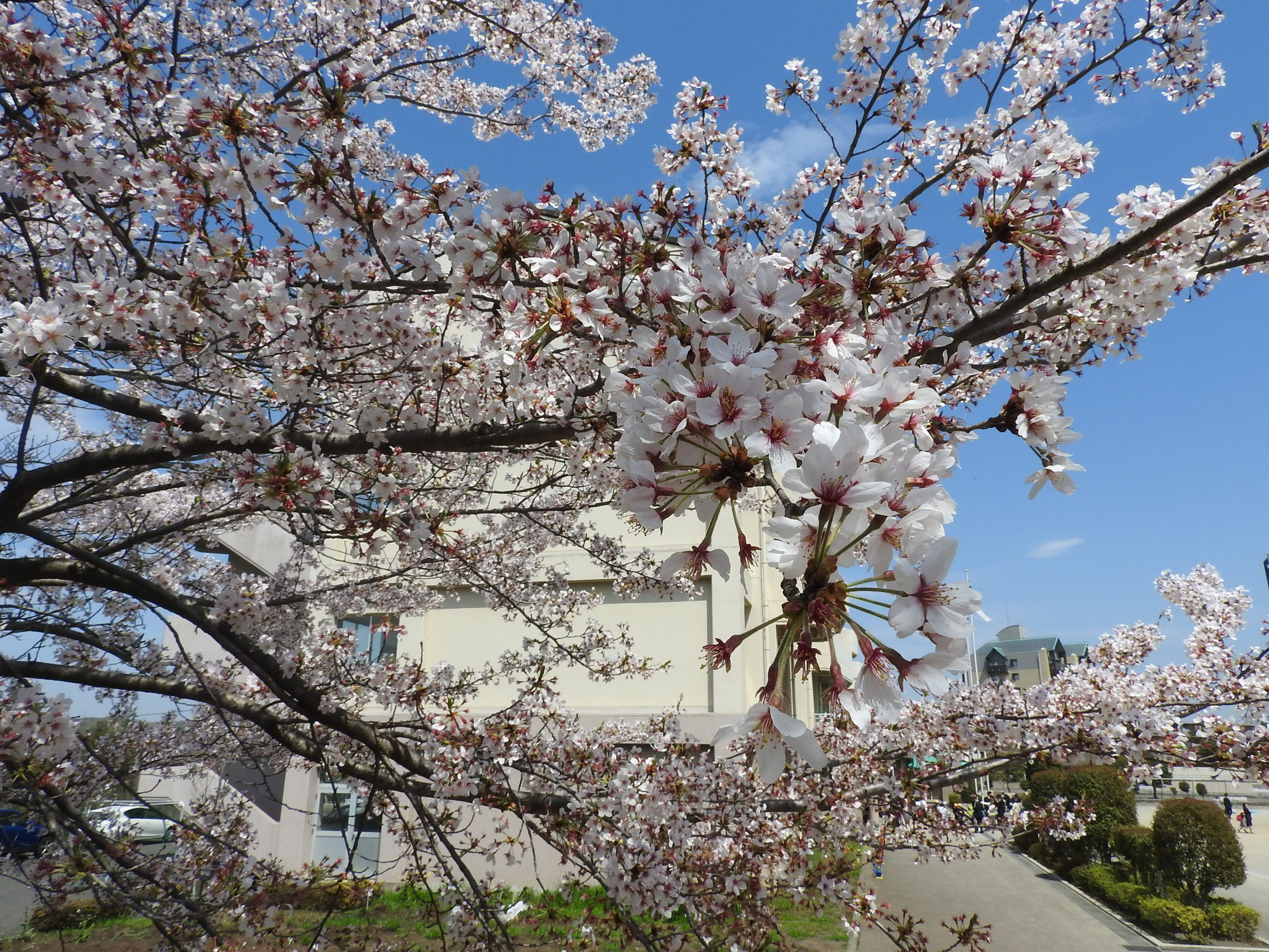 ルール説明 - atago-community-school ページ！