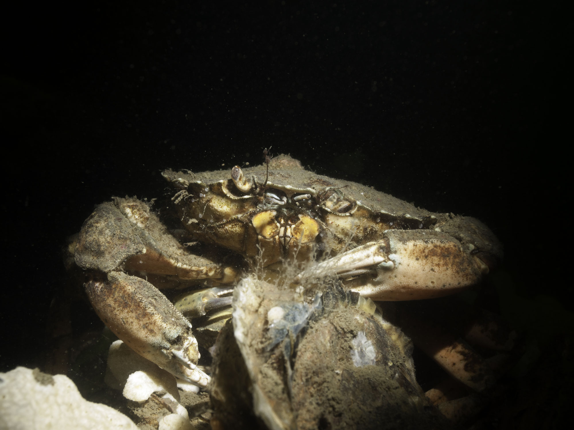 Gewone strandkrab - De website van anjablonk!