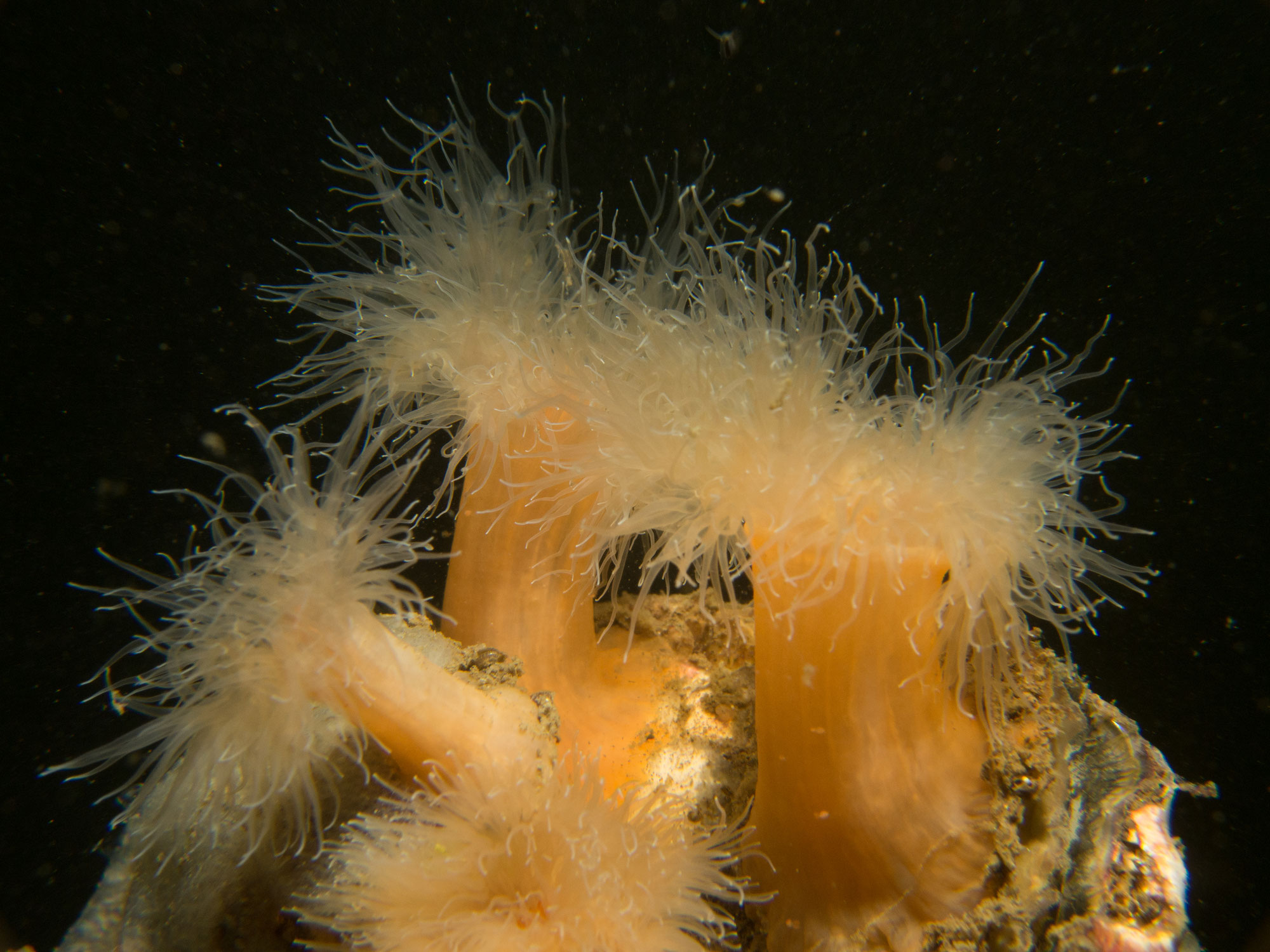 Baksteenanemoon - De website van anjablonk!