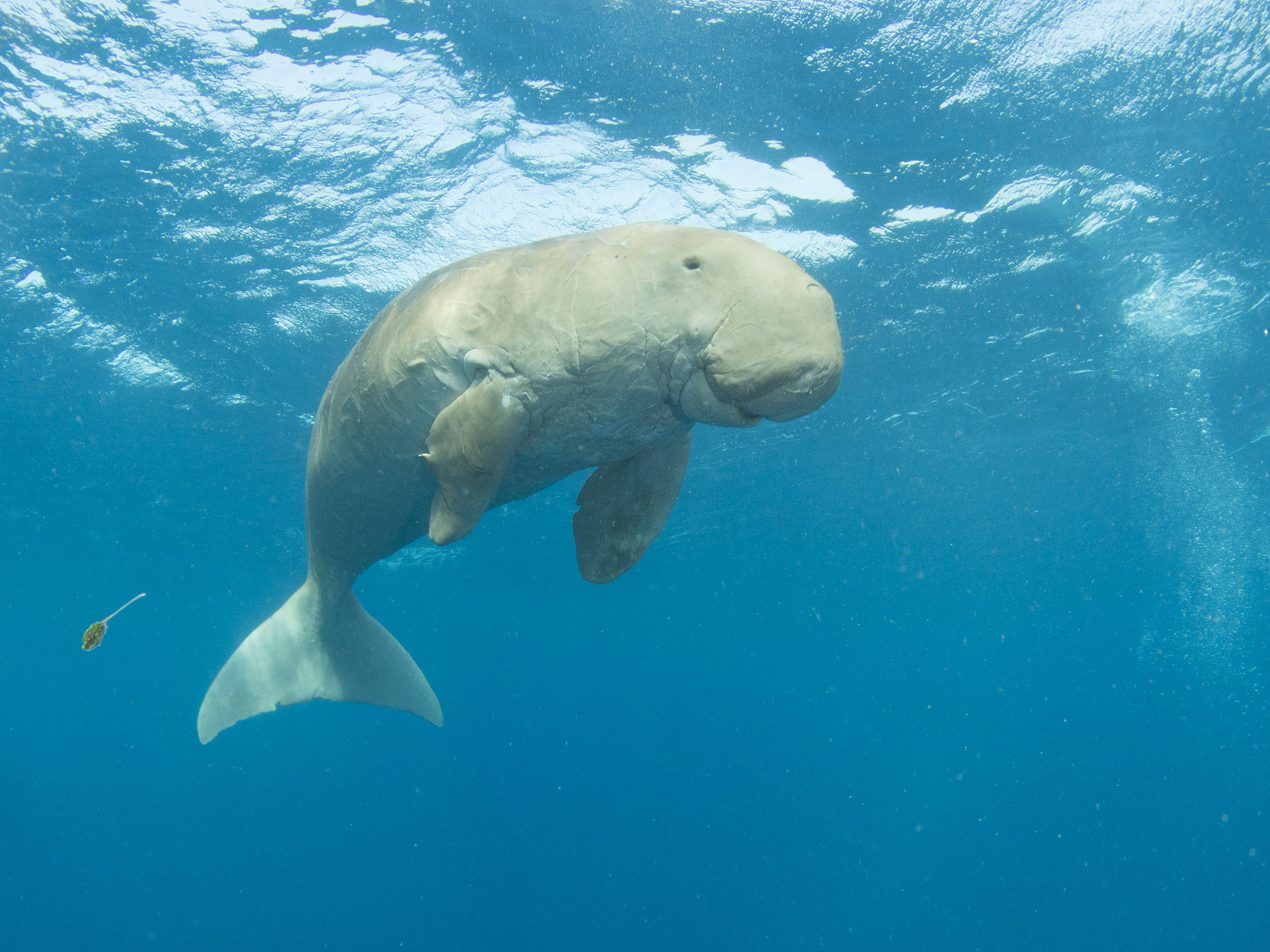Ruwe alikruik - De website van anjablonk!