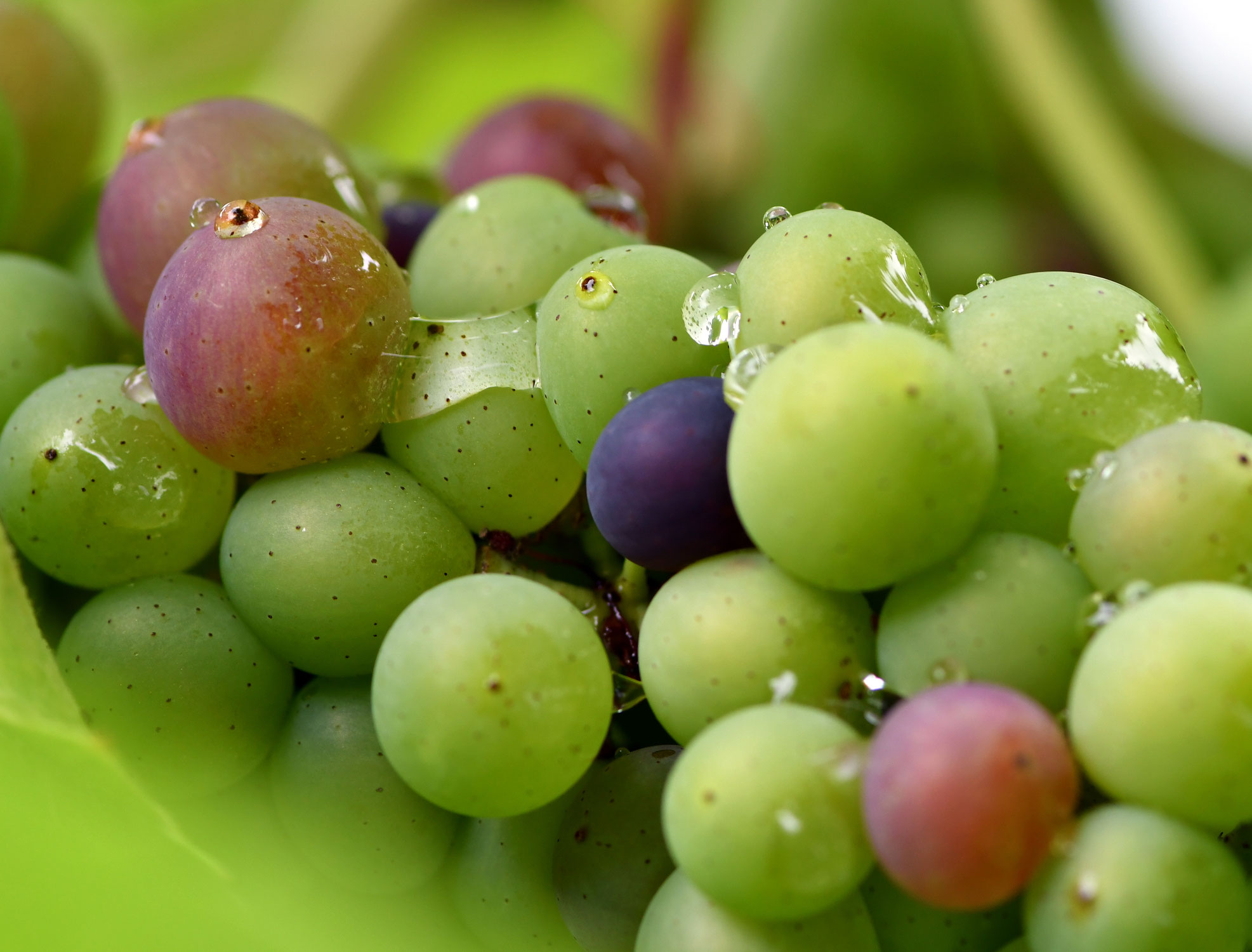 Roter Riesling - kus-kamera-und-schreibkram.de