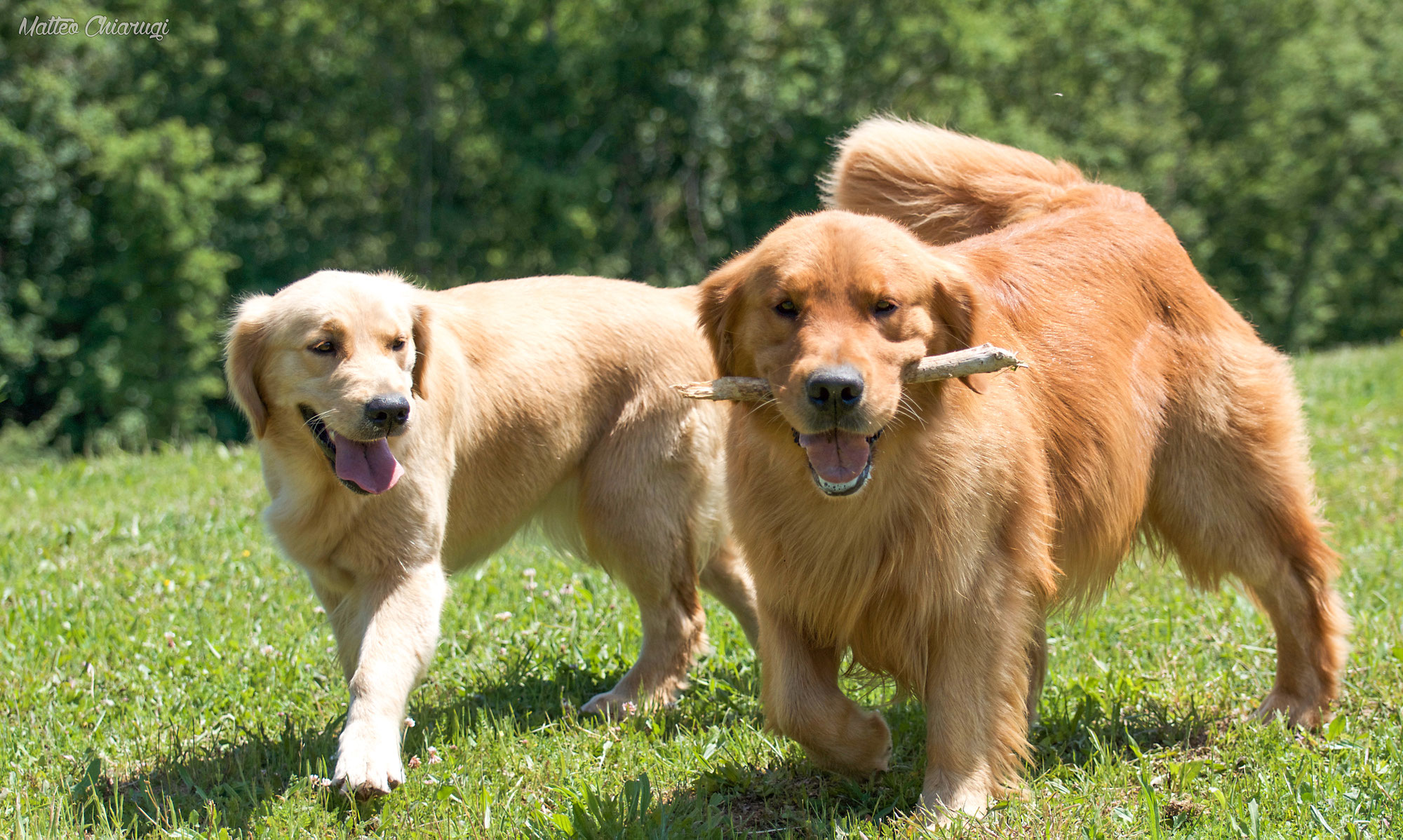 Informazioni legali - American GoldenDorado Club golden retriever americano