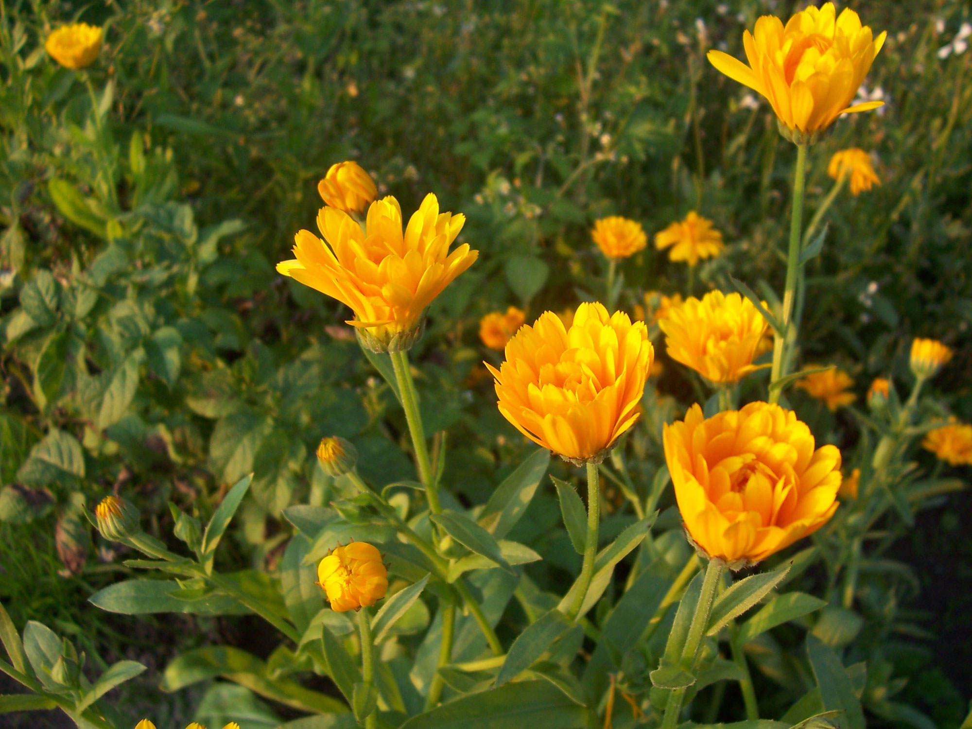 Herzlich Willkommen - Ute Andresen | Malerin.Grafikerin