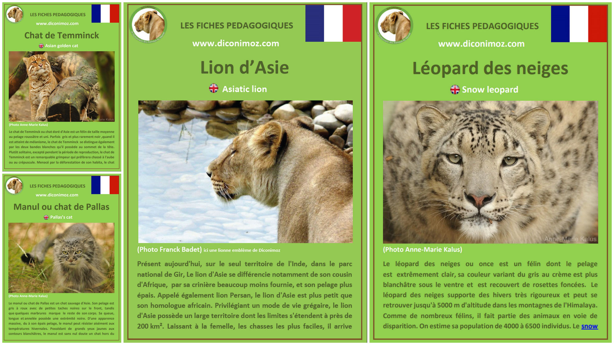 FICHES ANIMAUX - 700 fiches animaux à découvrir