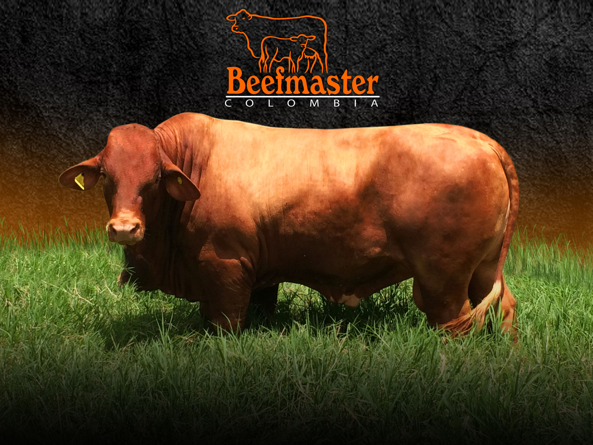 Servicios - asociacionbeefmaster