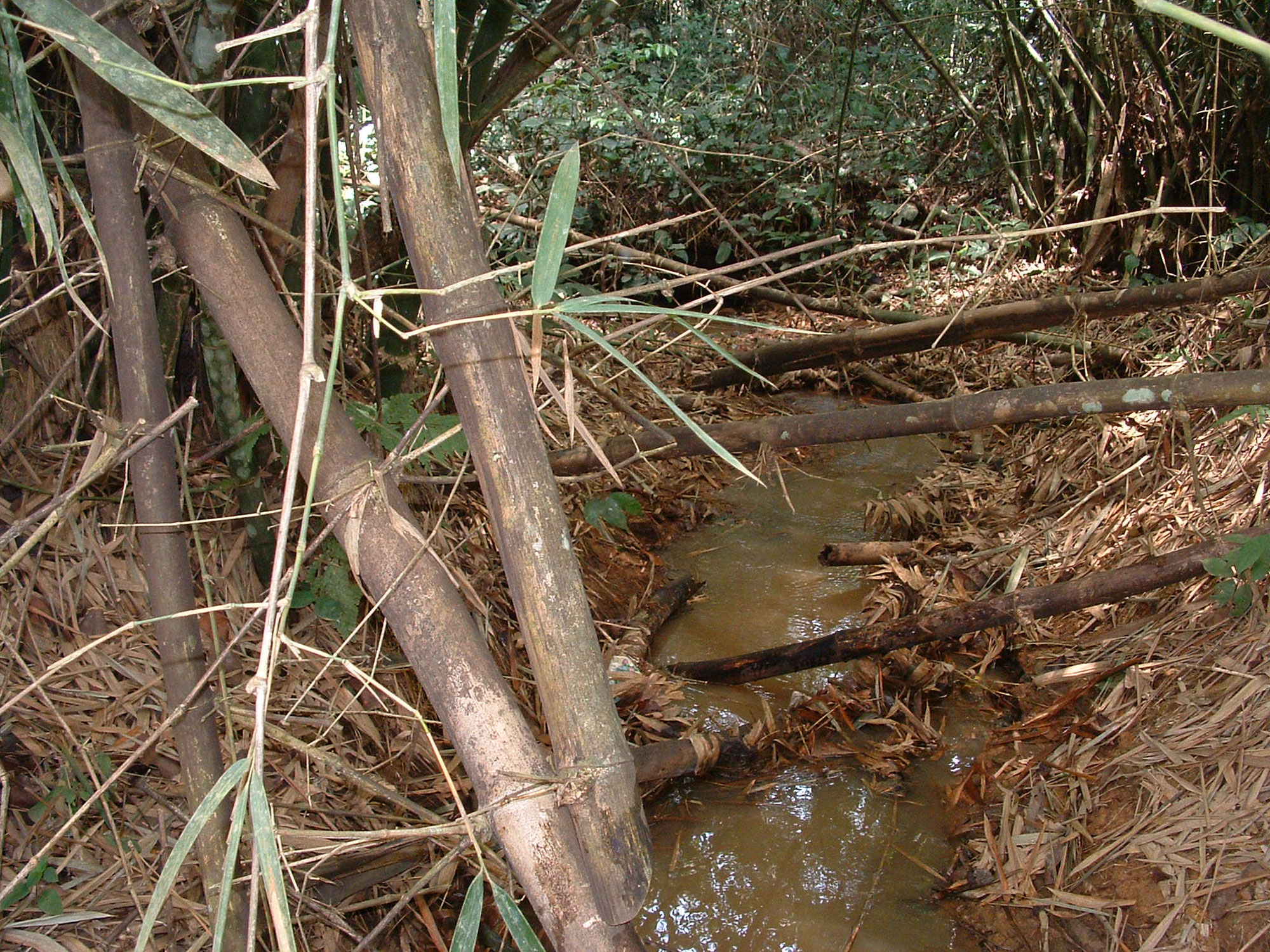 Laimosemion - Killifische Info