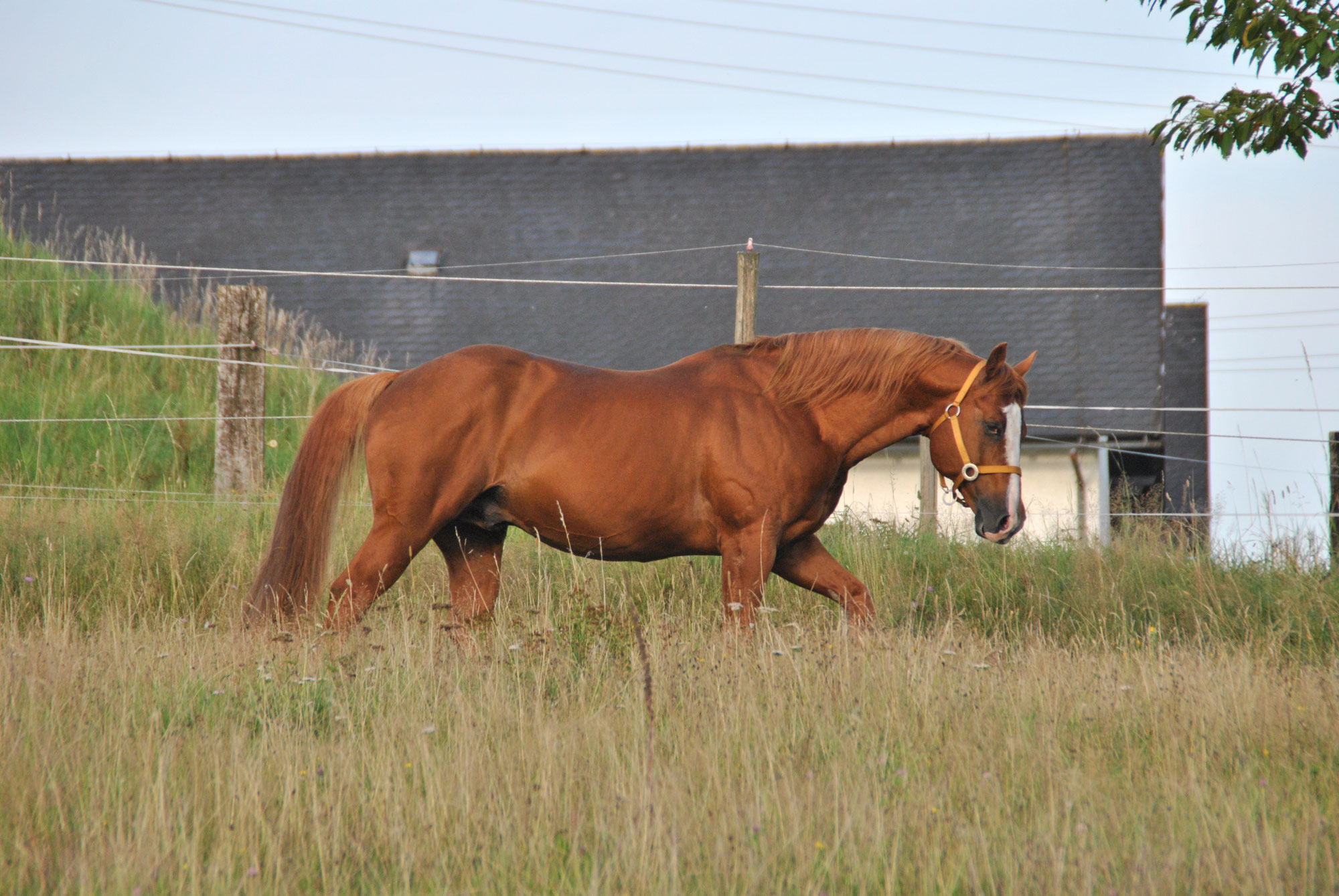 Boony Erfolge - Leos Eternal Norfleet Paint Horse Hengst All Around ...