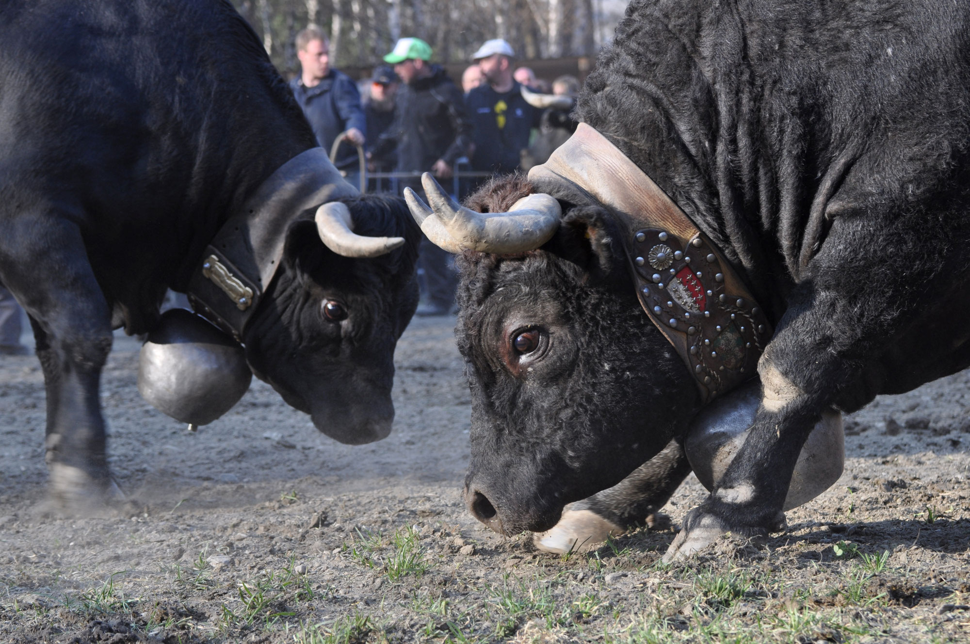 Genossenschaft - eringer-nikolais Webseite!