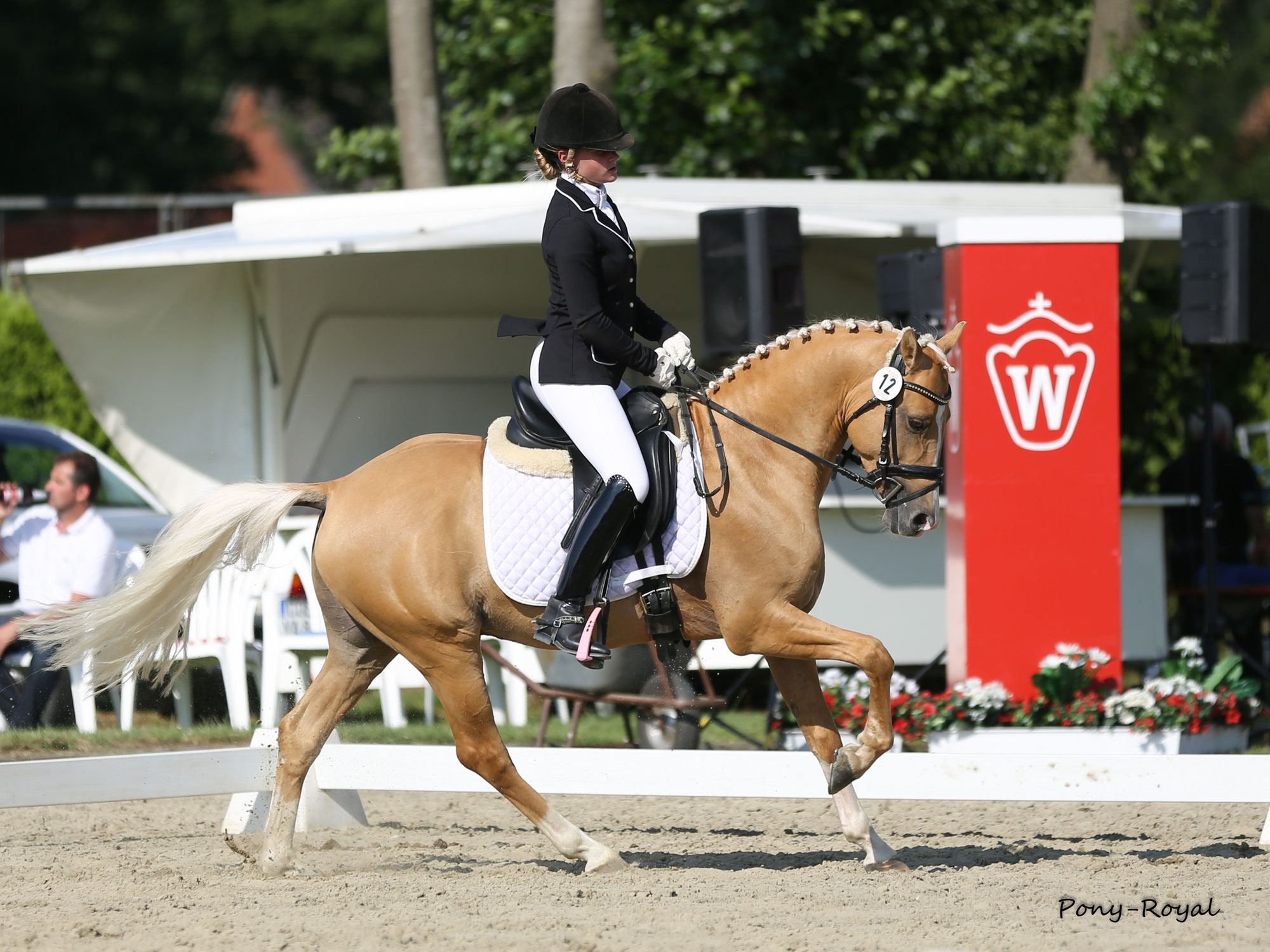 Casper LO - kp-sportponys Webseite!