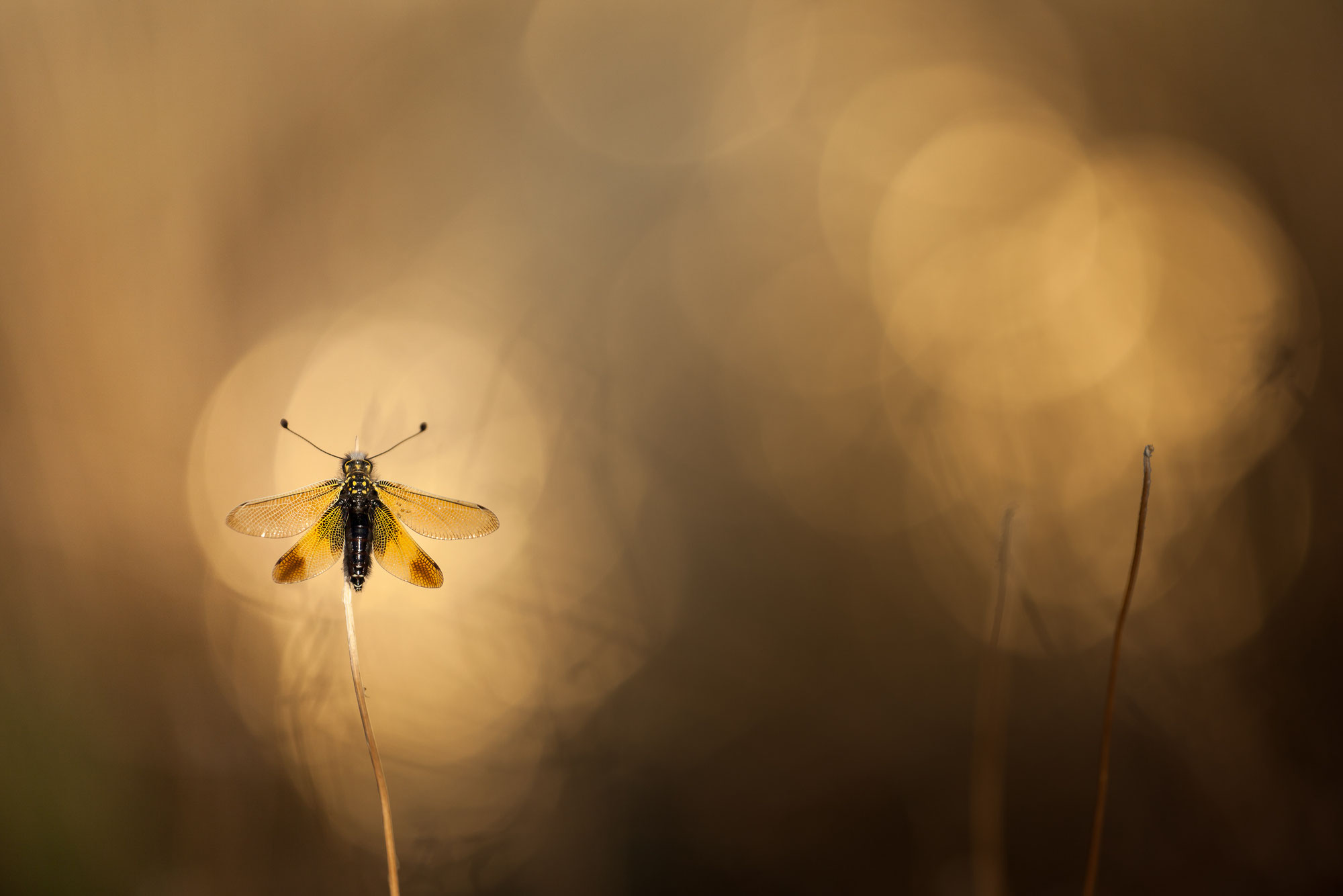 concours photo, exposition et publication - Patrick Goujon-photographe ...