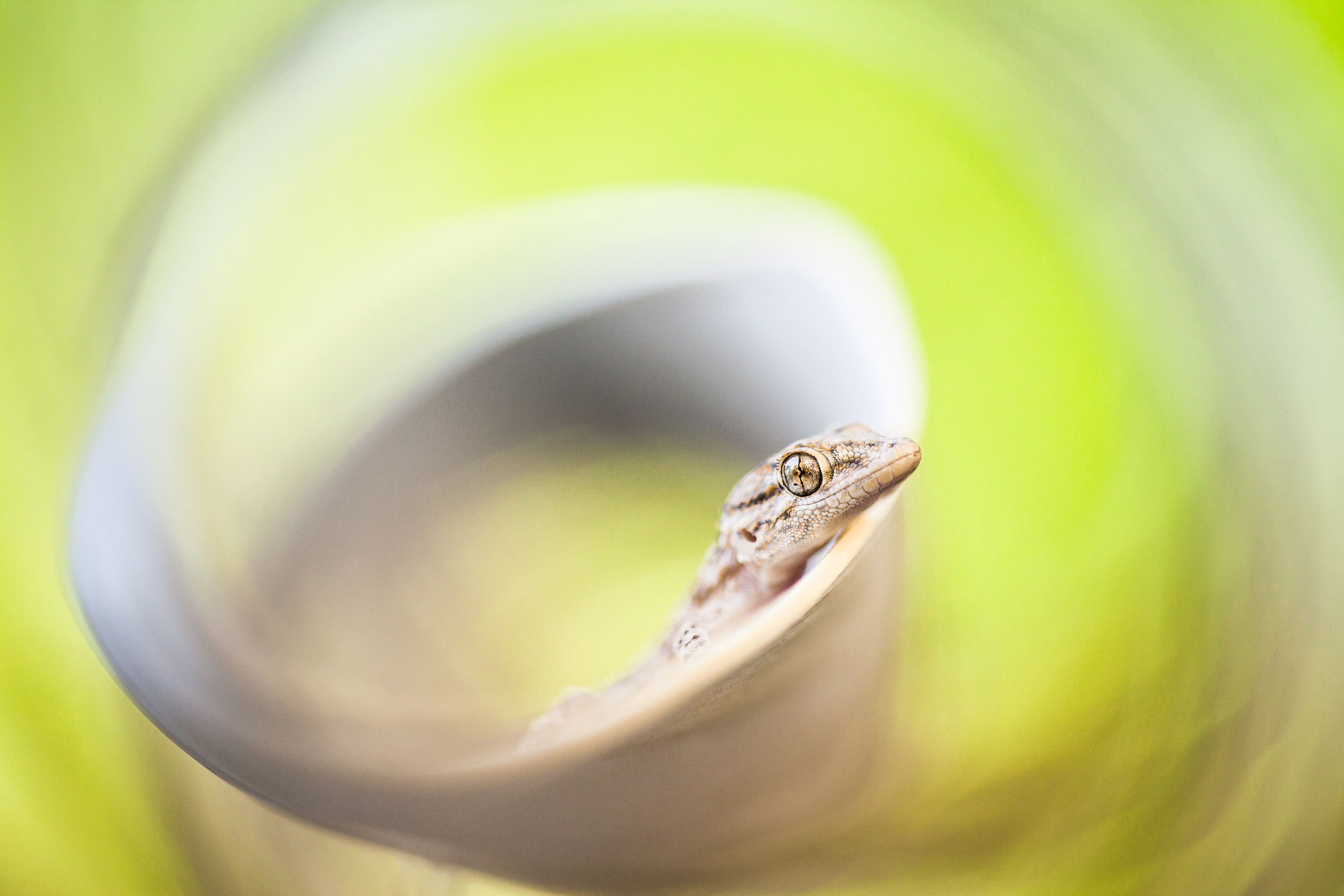 photographe macrophotographie nature - Patrick Goujon-photographe ...