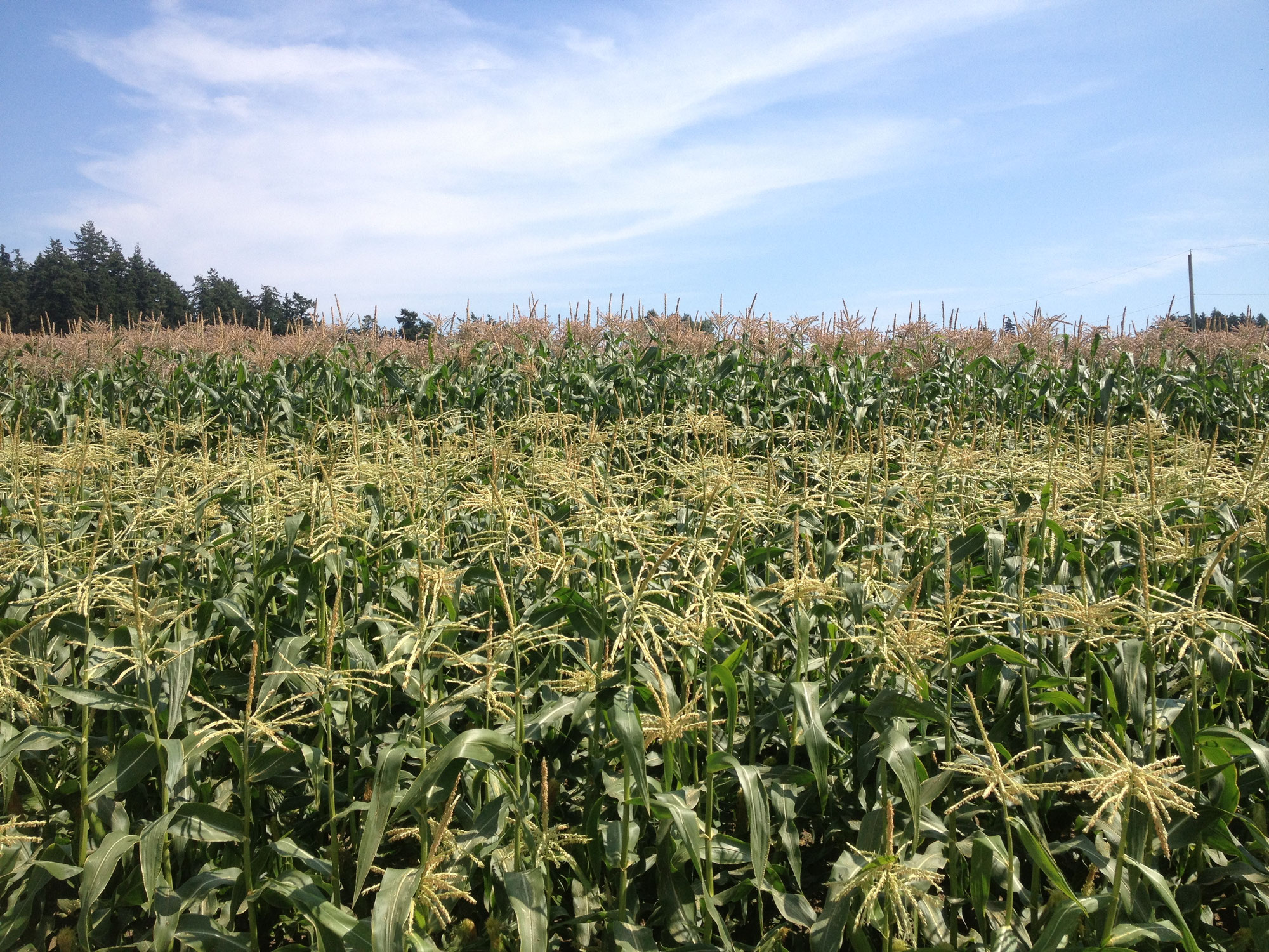 FAQ - Silver Rill Corn Produce Market