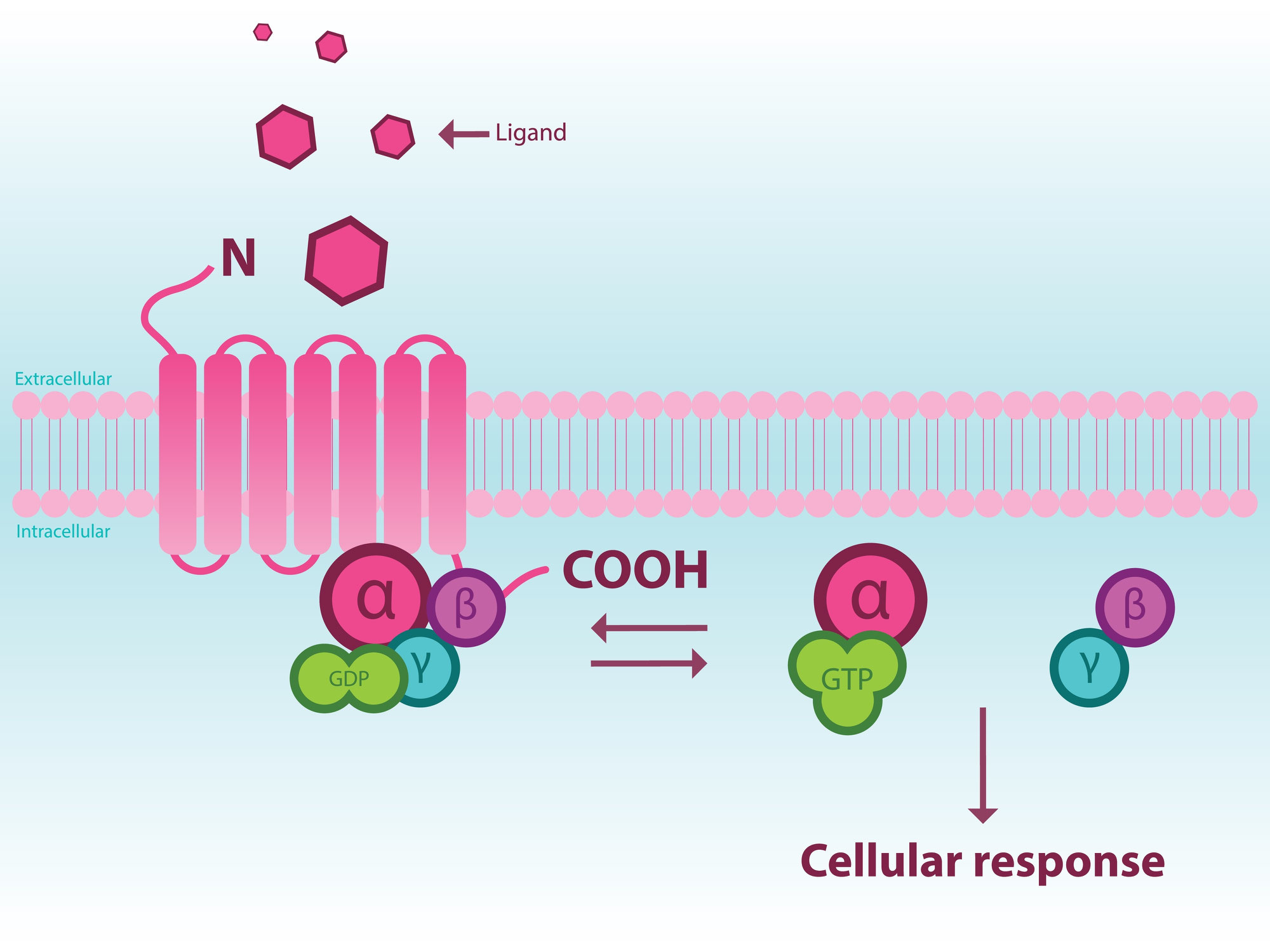 GPCR therapeutic monoclonal antibodies - Innovative antibodies against ...