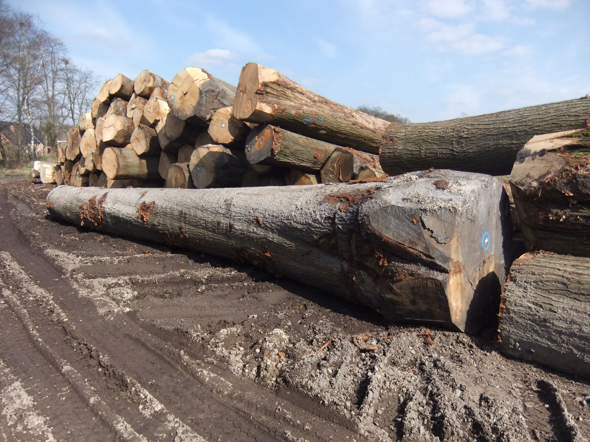 International wood trade Belgium - wood trade Belgium