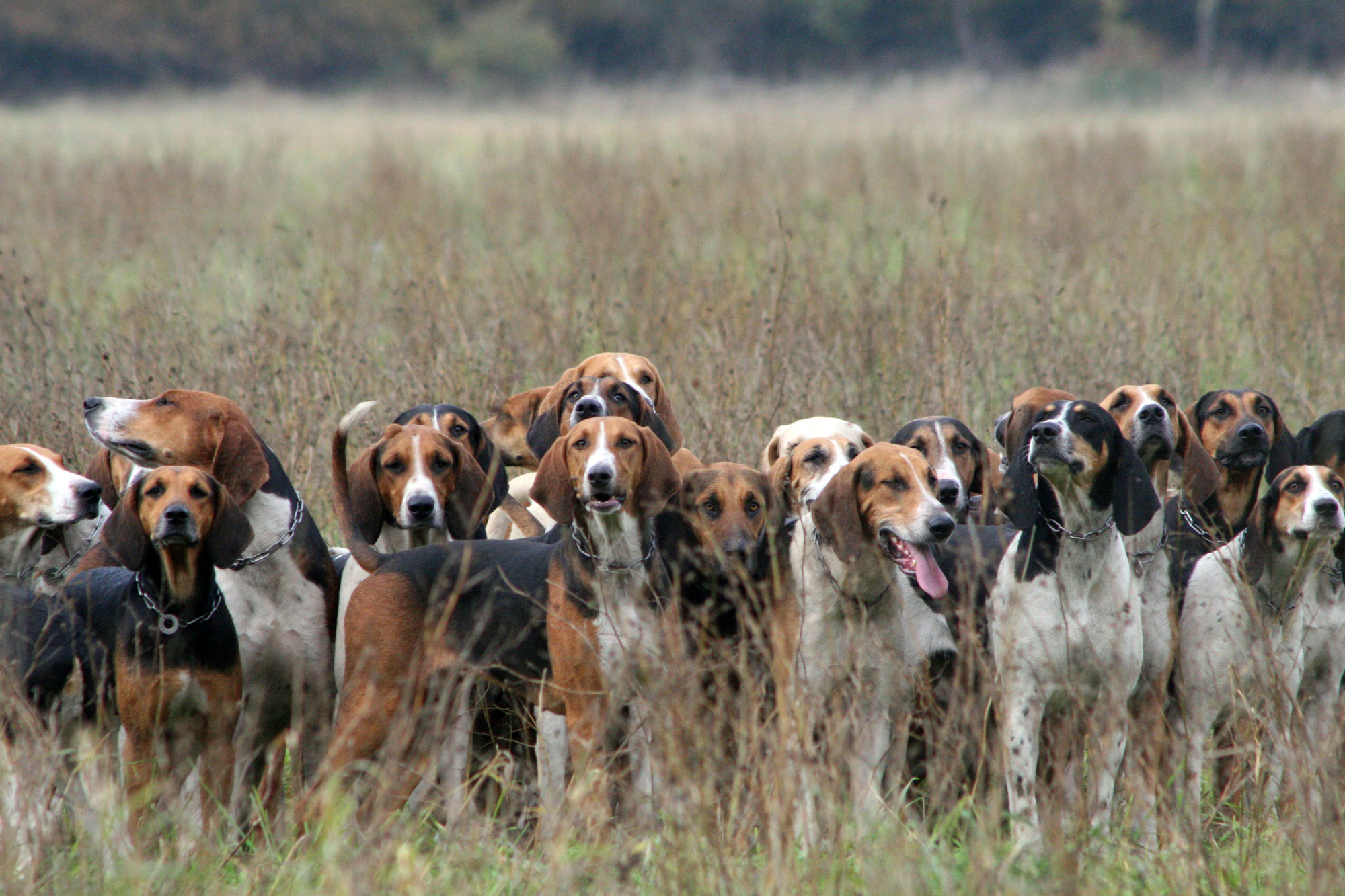 Avantages adhérents... - Site de votre AFACCC 81