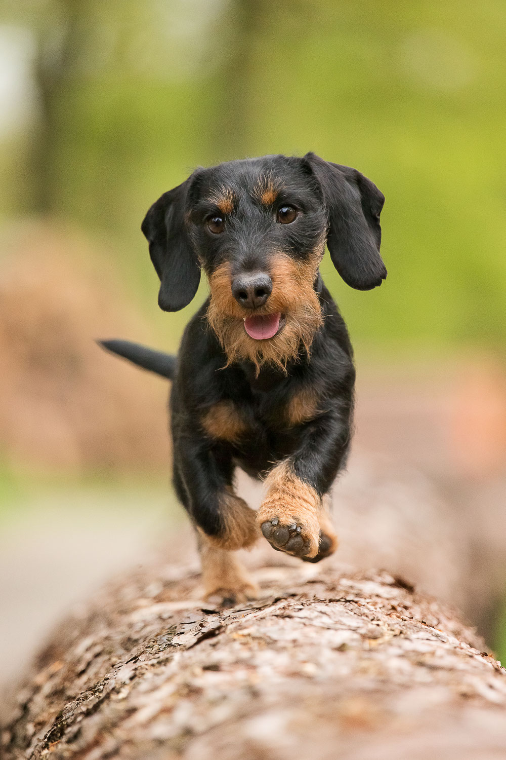 Home - retriever-teckels Webseite!