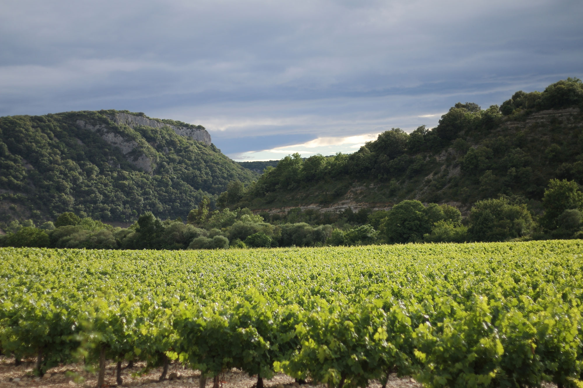 Label vin méthode nature - LE RAISIN ET L'ANGE