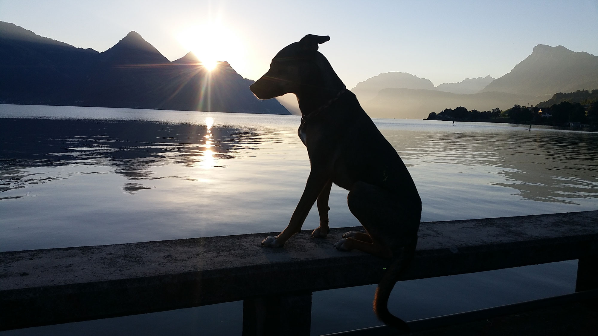 Die Eingliederung ins neue Rudel - ric-dogs Hundesupport