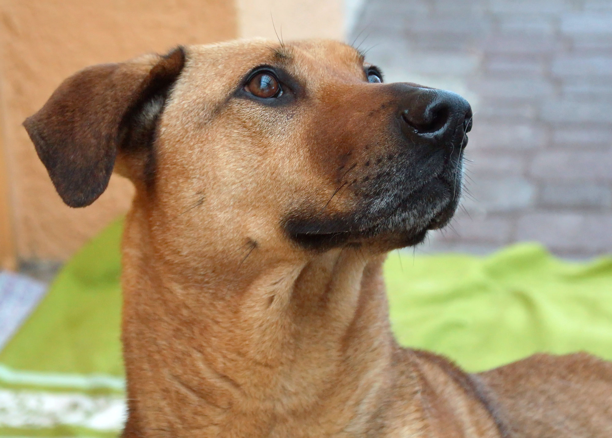 1.Smarti, behinderter Hund, na und? - smarti-behinderter-hunds Webseite!