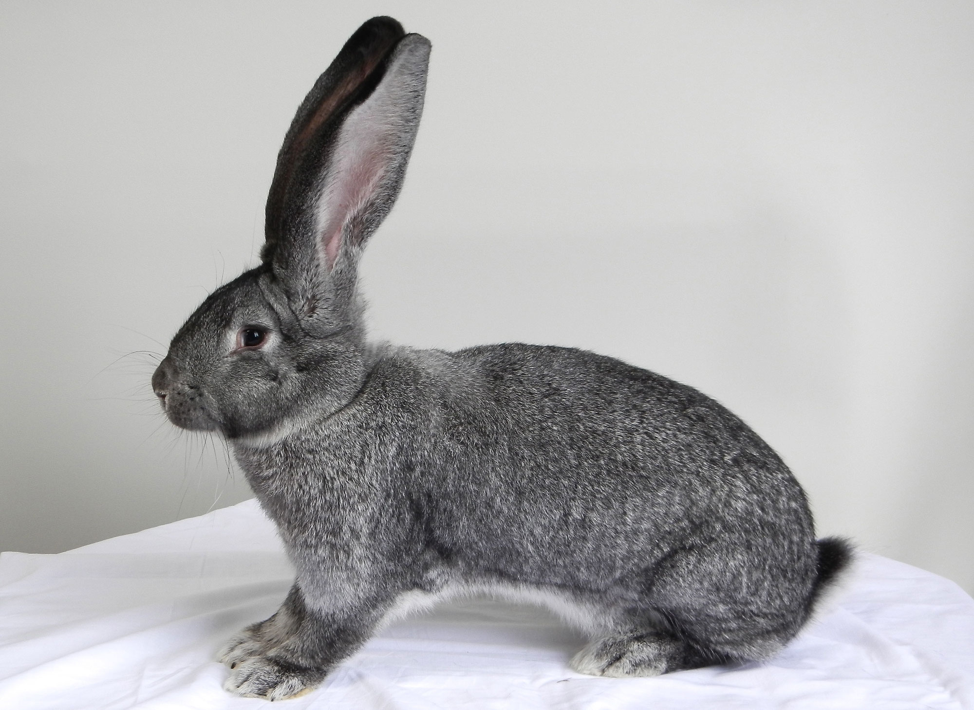 Herdbuch - taunusriesens Webseite!