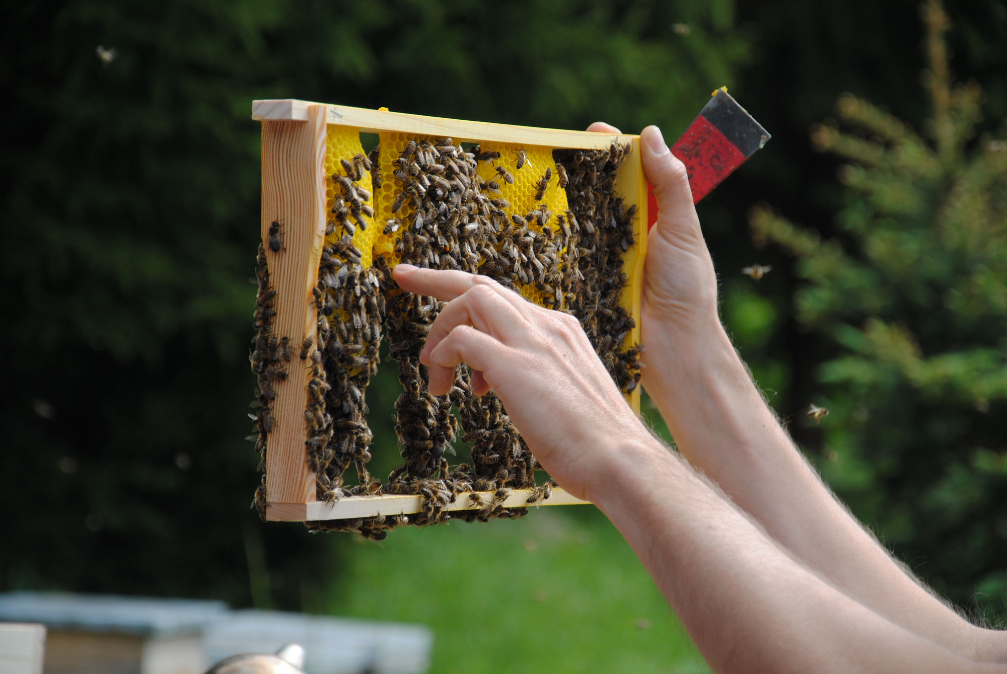 Berichte 2021 - Bienenzucht in Kärnten