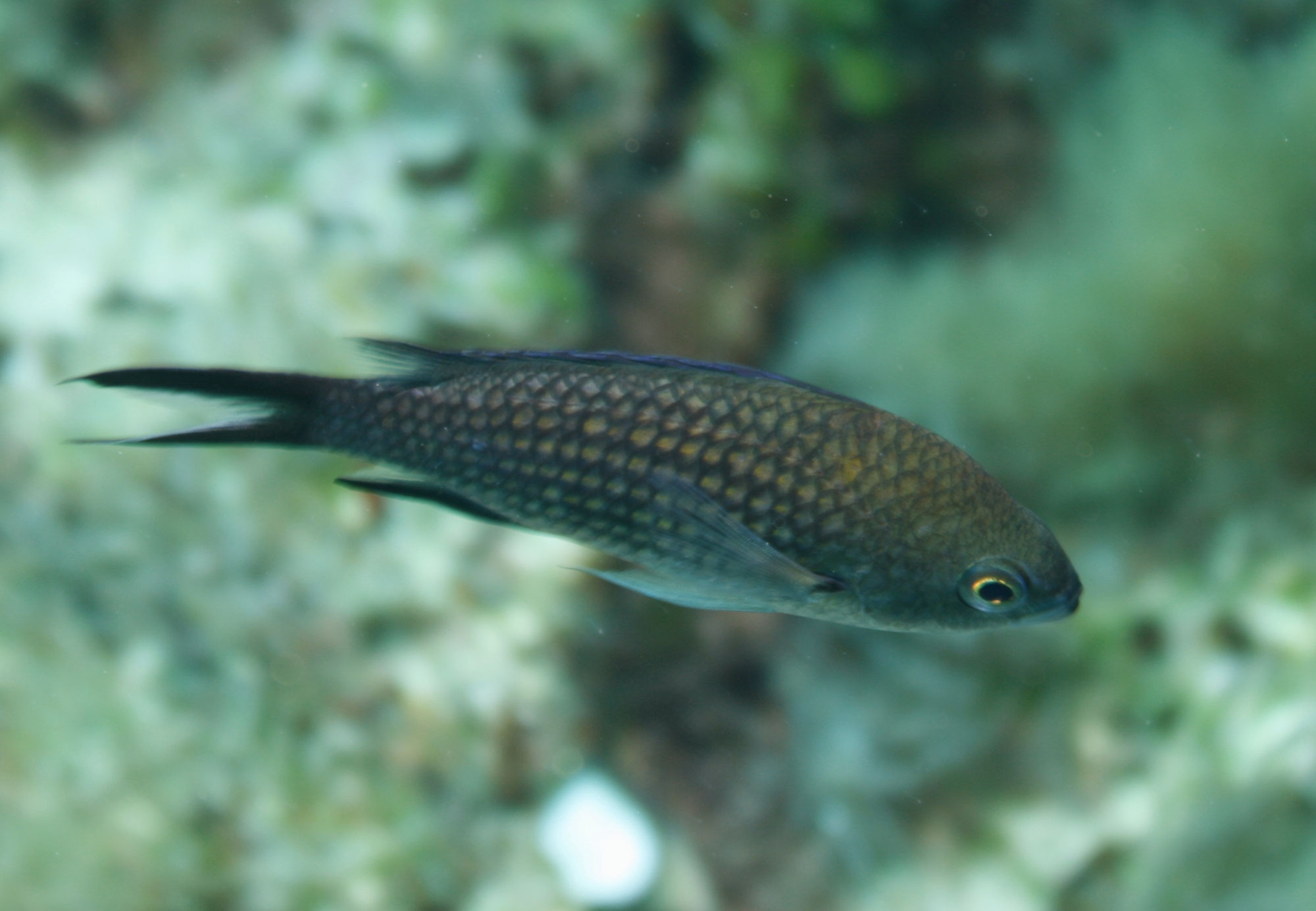 diving in gozo - gozoindividualdiving.com