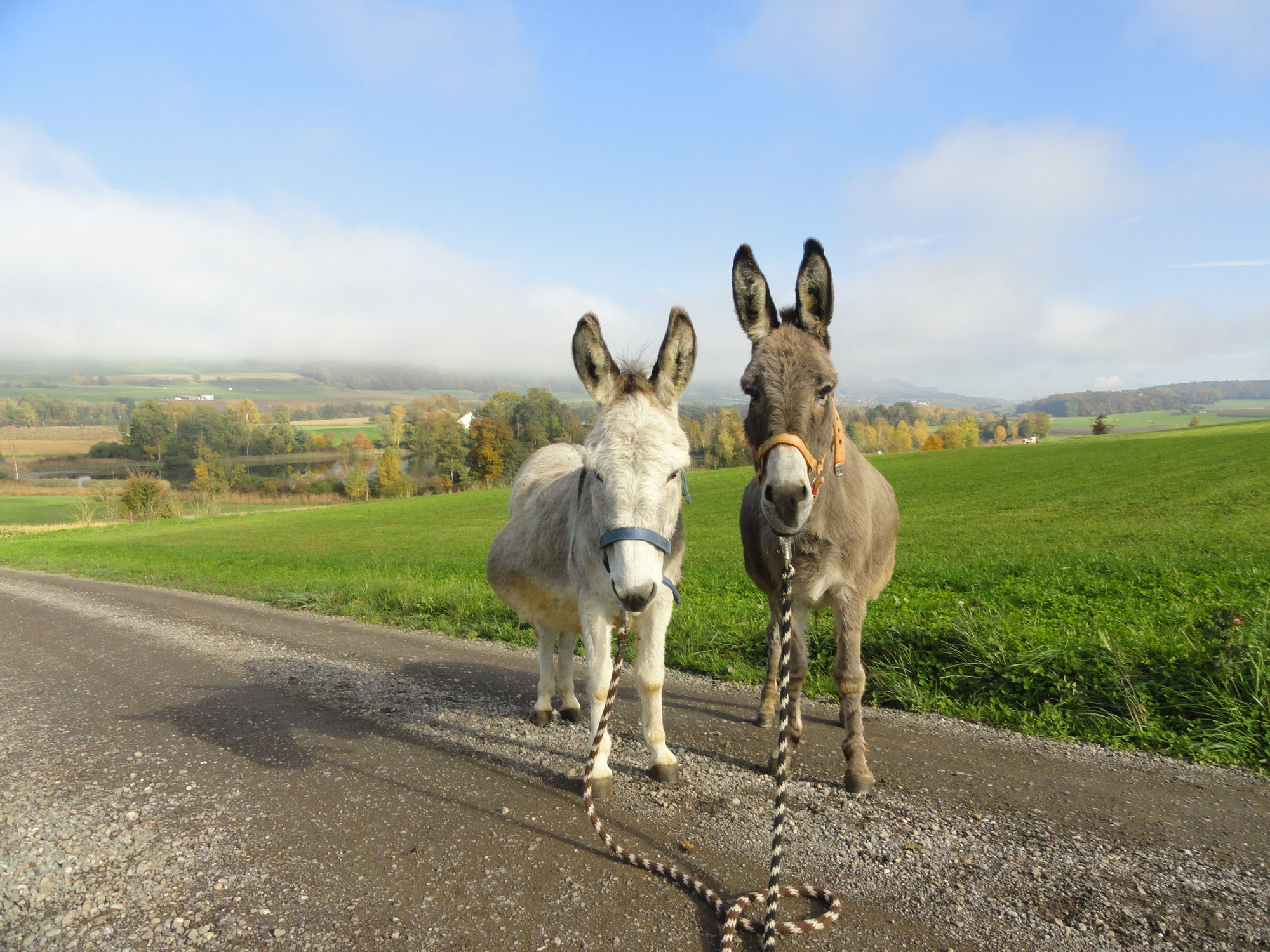 Eselreiten im Thurgau - esel-tg.ch