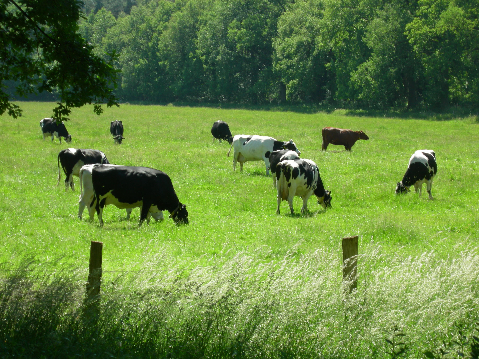 Der Bio-MEG Vorstand - bio-meg-mittelgebirges Webseite!
