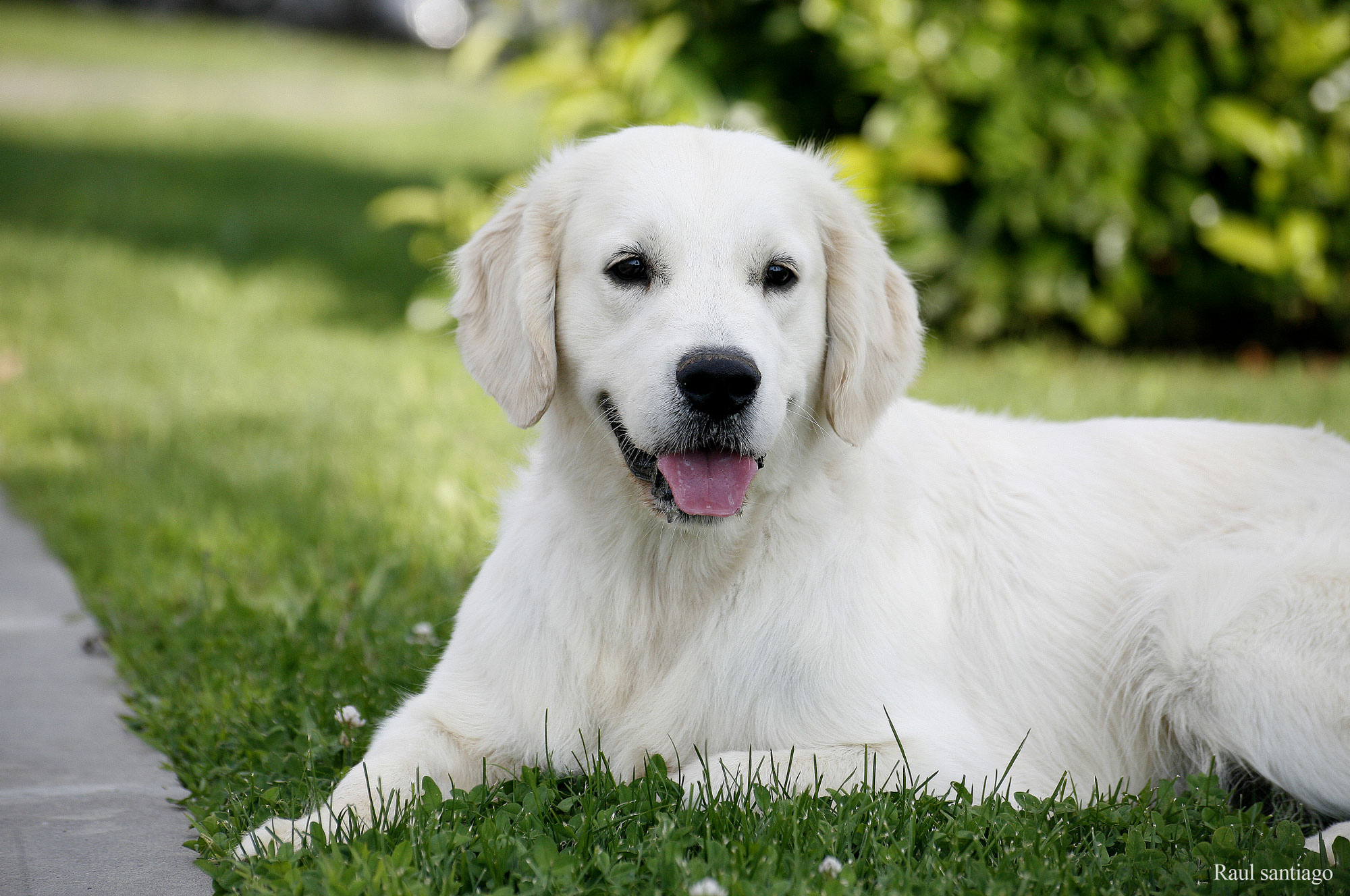 Machos - Goldentierradehadas golden retriever