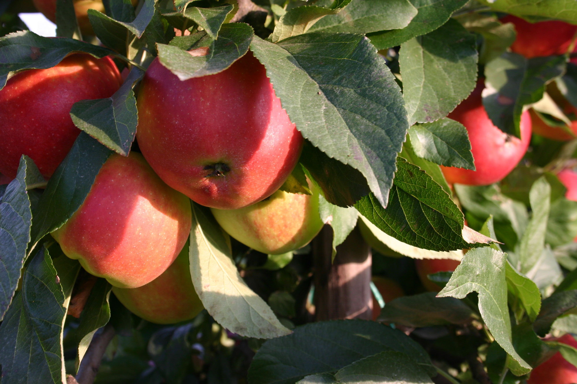 Fruitteelt - Jan's fruitschuur, direct van 't land
