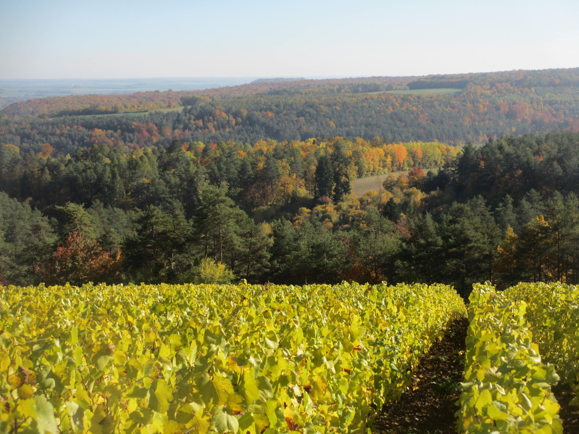 Modalités d'obtention d'une première licence FFBT - balltrapbourgogne.com